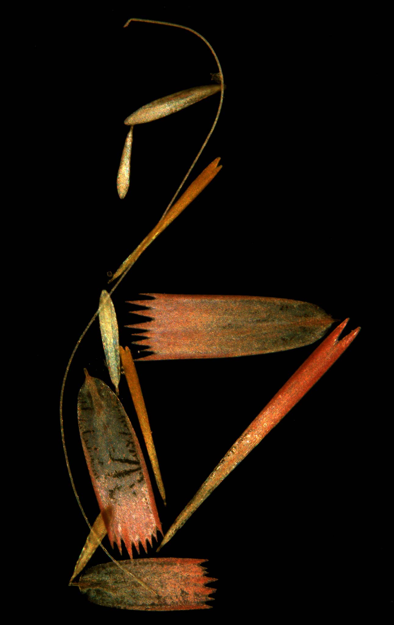 Wing scales of Deilephila elpenor (Elephant hawk-moth) | Nikon Small World