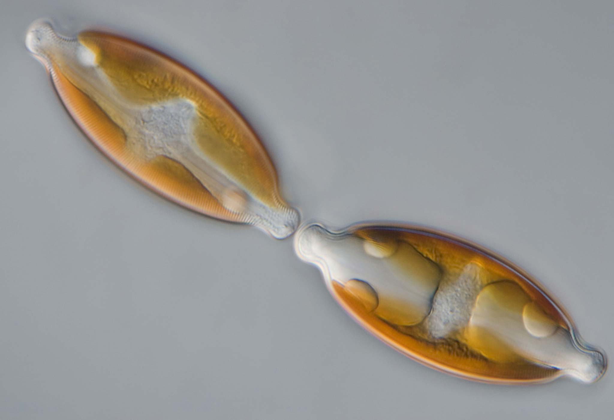 Caloneis amphisbaena (Bacillariophyceae) diatom | Nikon Small World