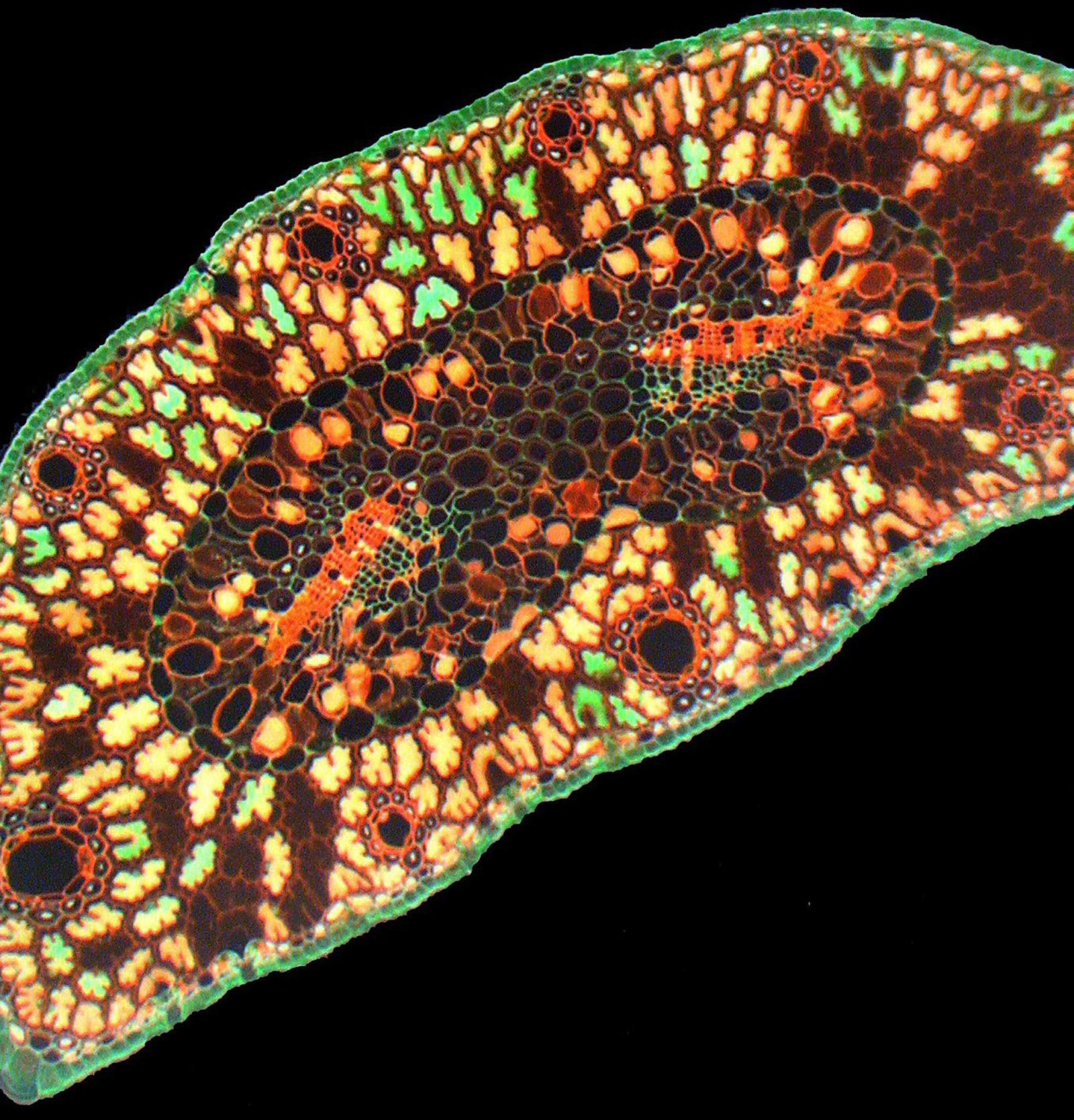 Pine leaf transverse section | Nikon Small World
