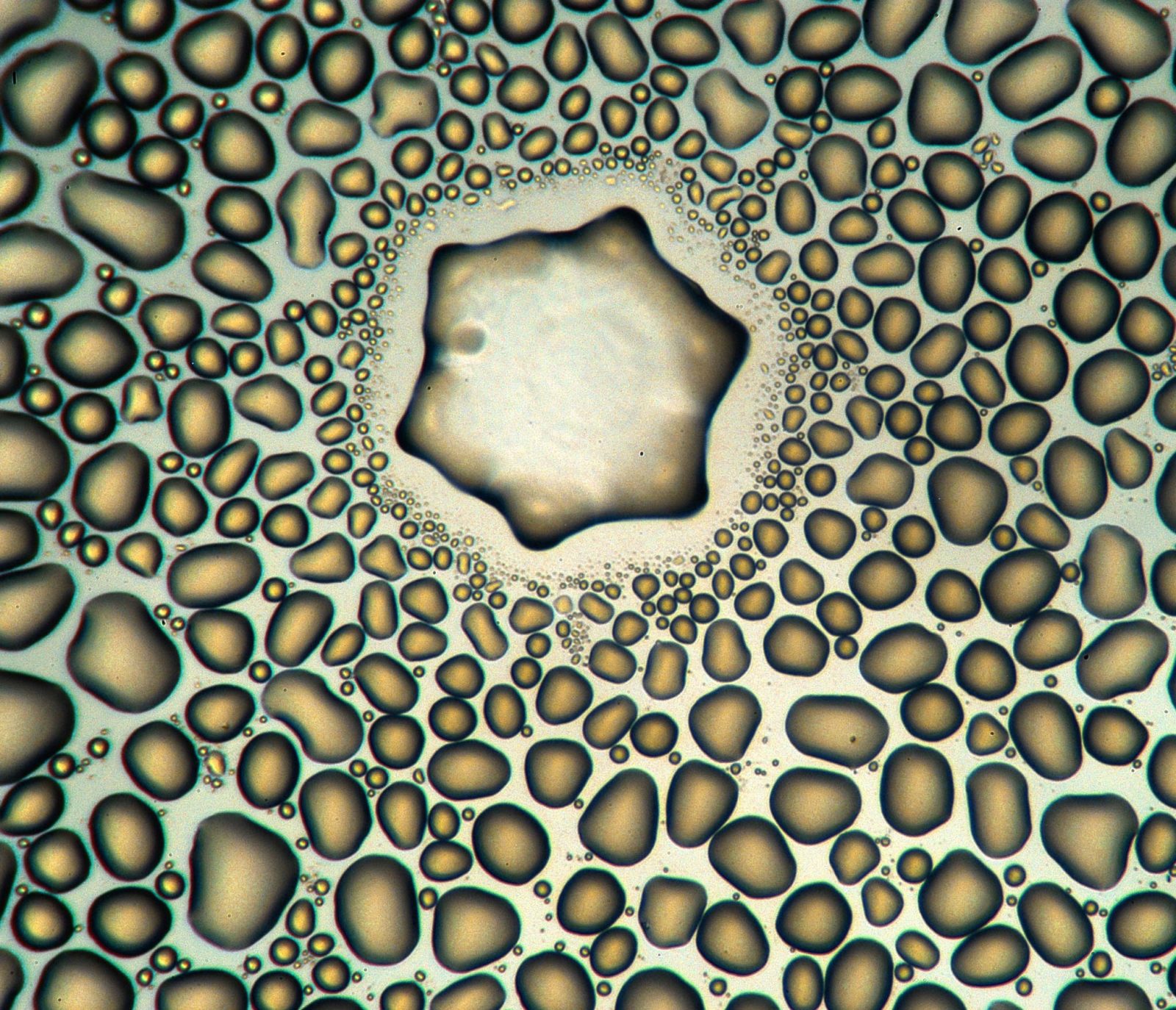 Water crystal | Nikon Small World