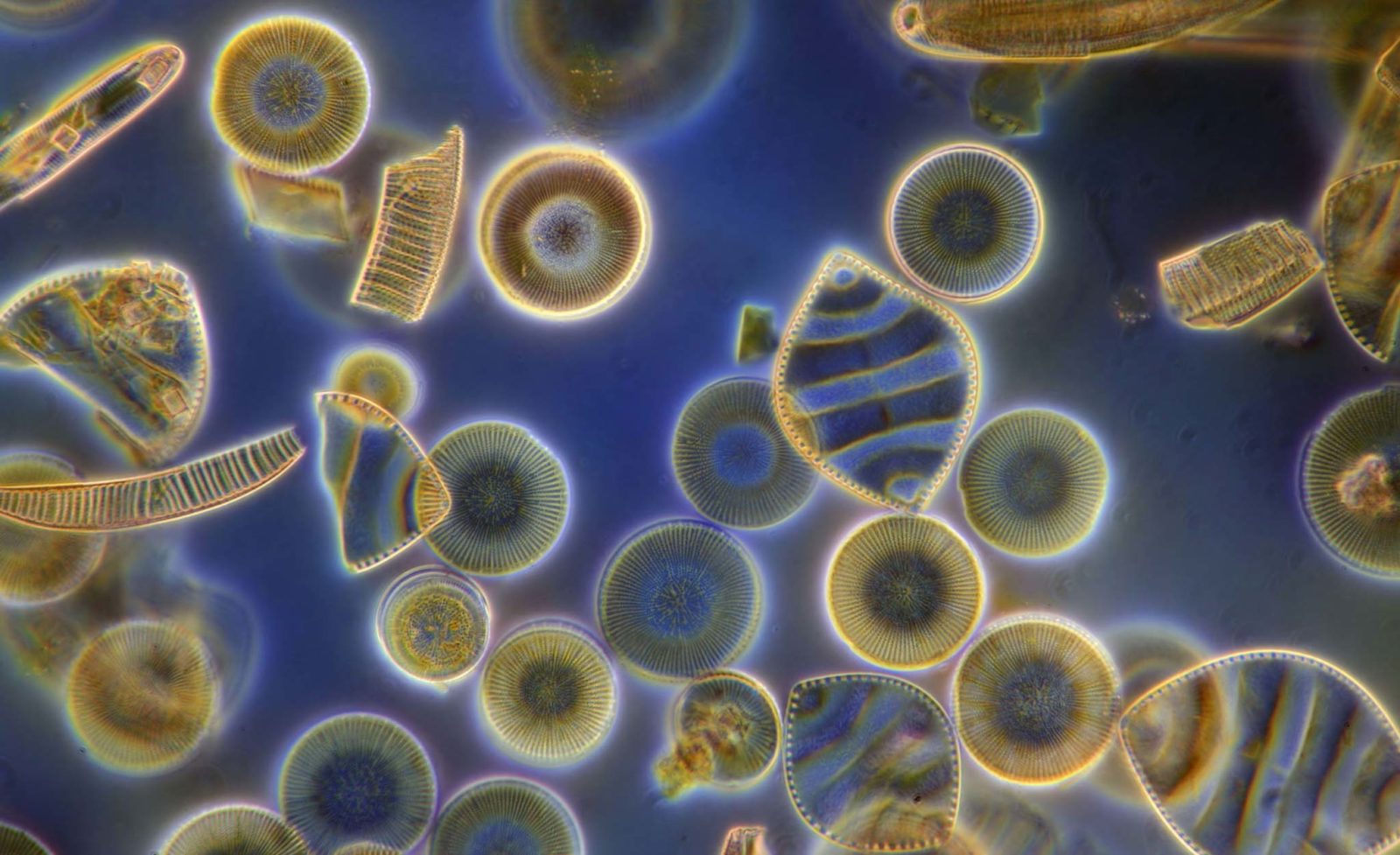 Diatoms | Nikon Small World