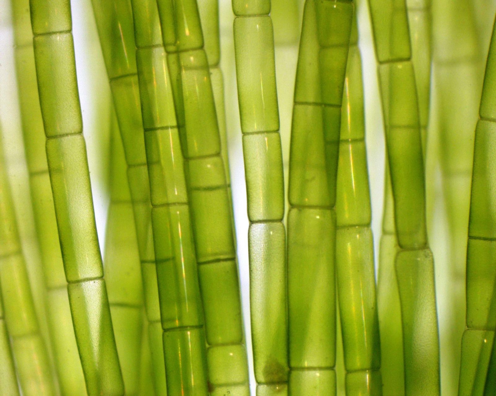 Chaetomorpha antennina (seaweed) | Nikon Small World
