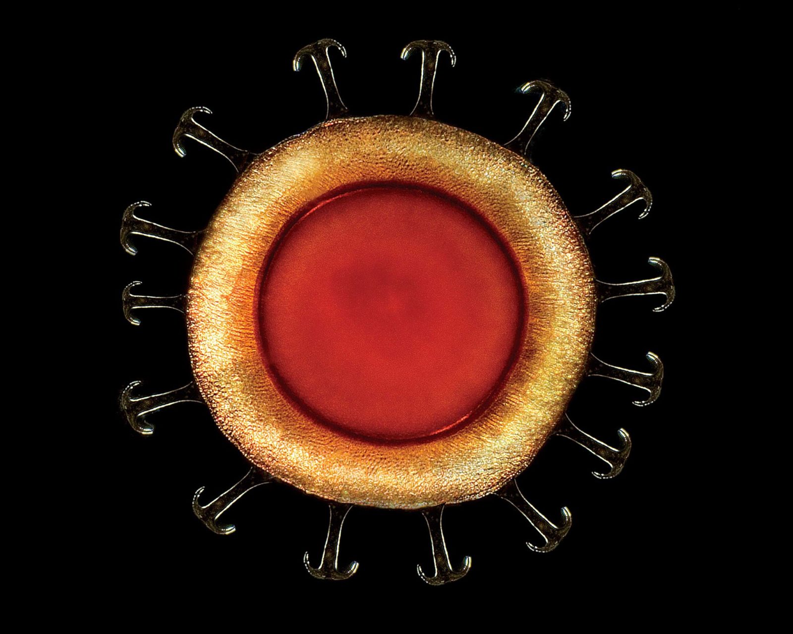 Bryozoan Statoblast (diminutive aquatic animal of the phylum Bryozoa ...