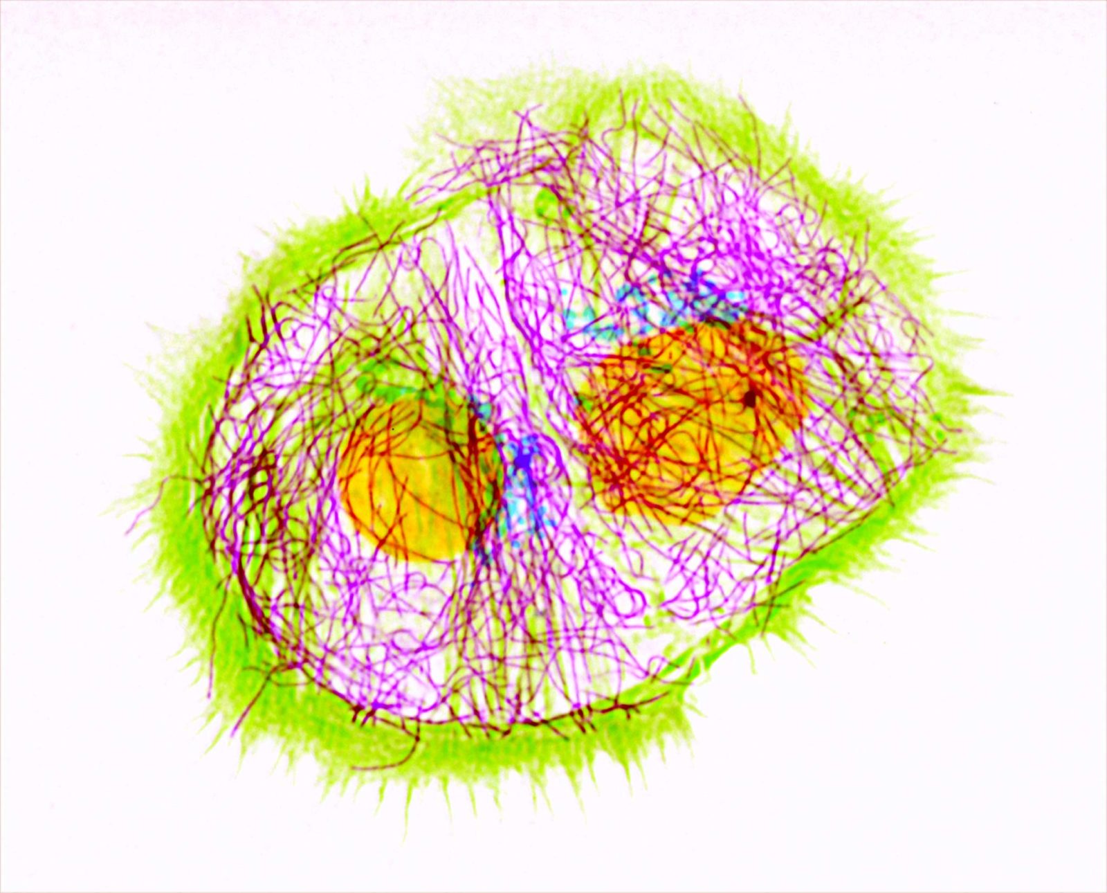 LLCPK1 (pig epithelial) cells | Nikon Small World