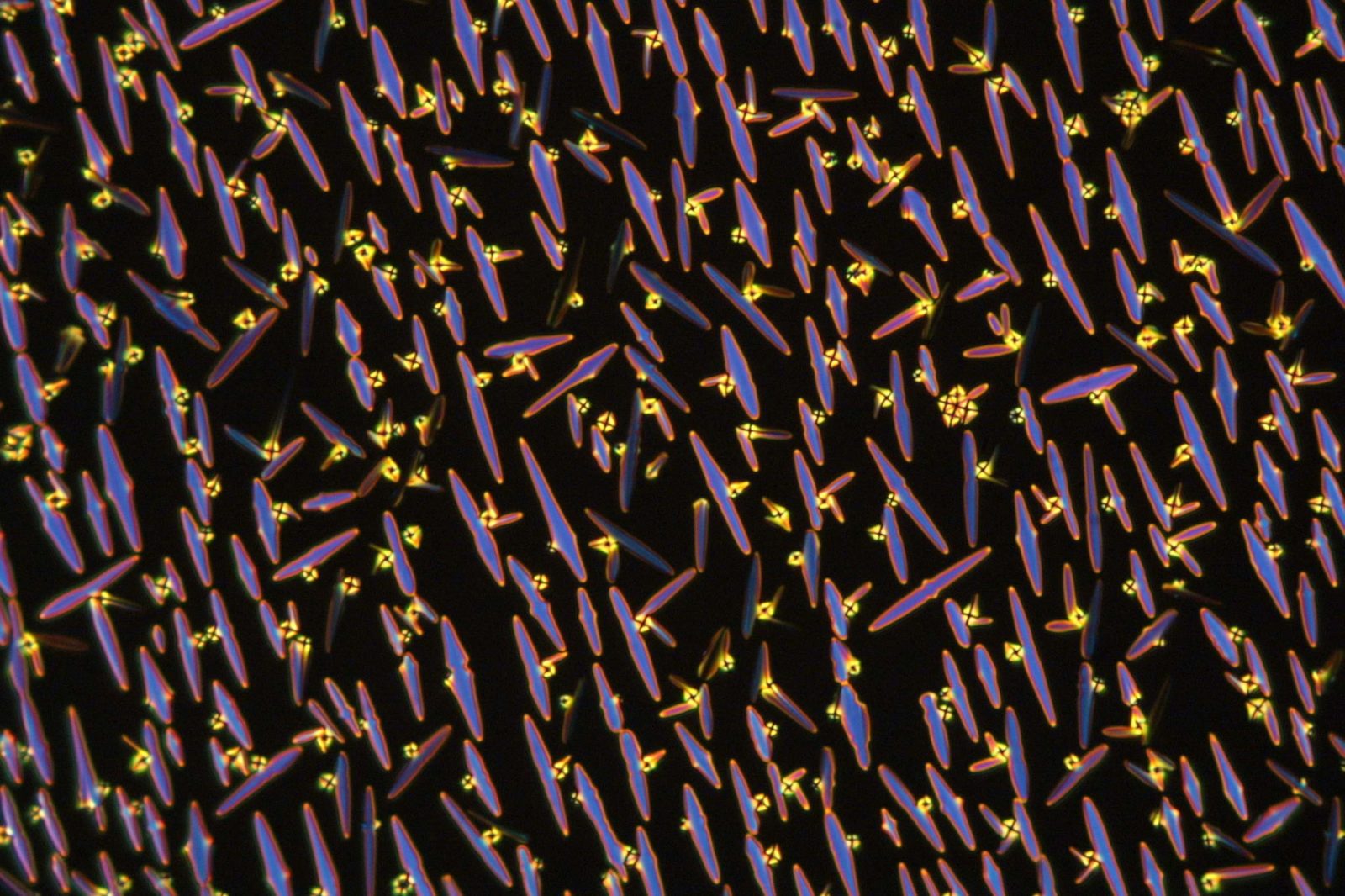 Ferroelectric liquid crystal | Nikon Small World