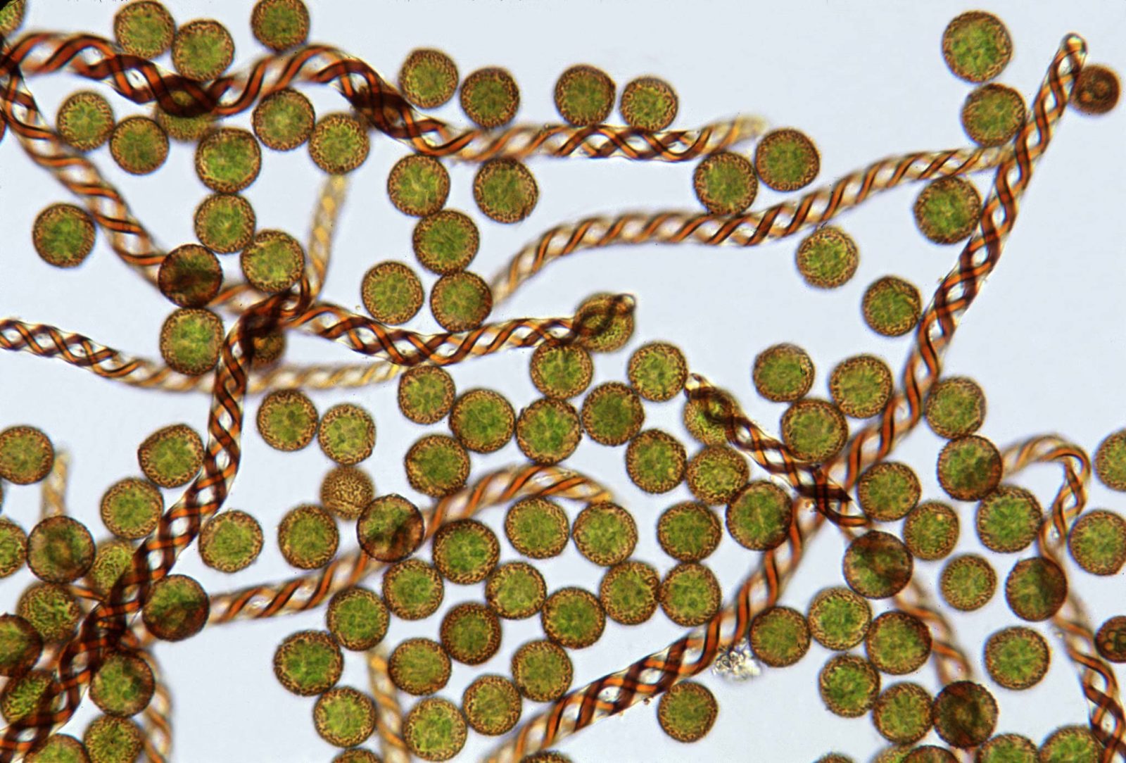 Lepidozia sp. (a liverwort) spores and elaters | Nikon Small World