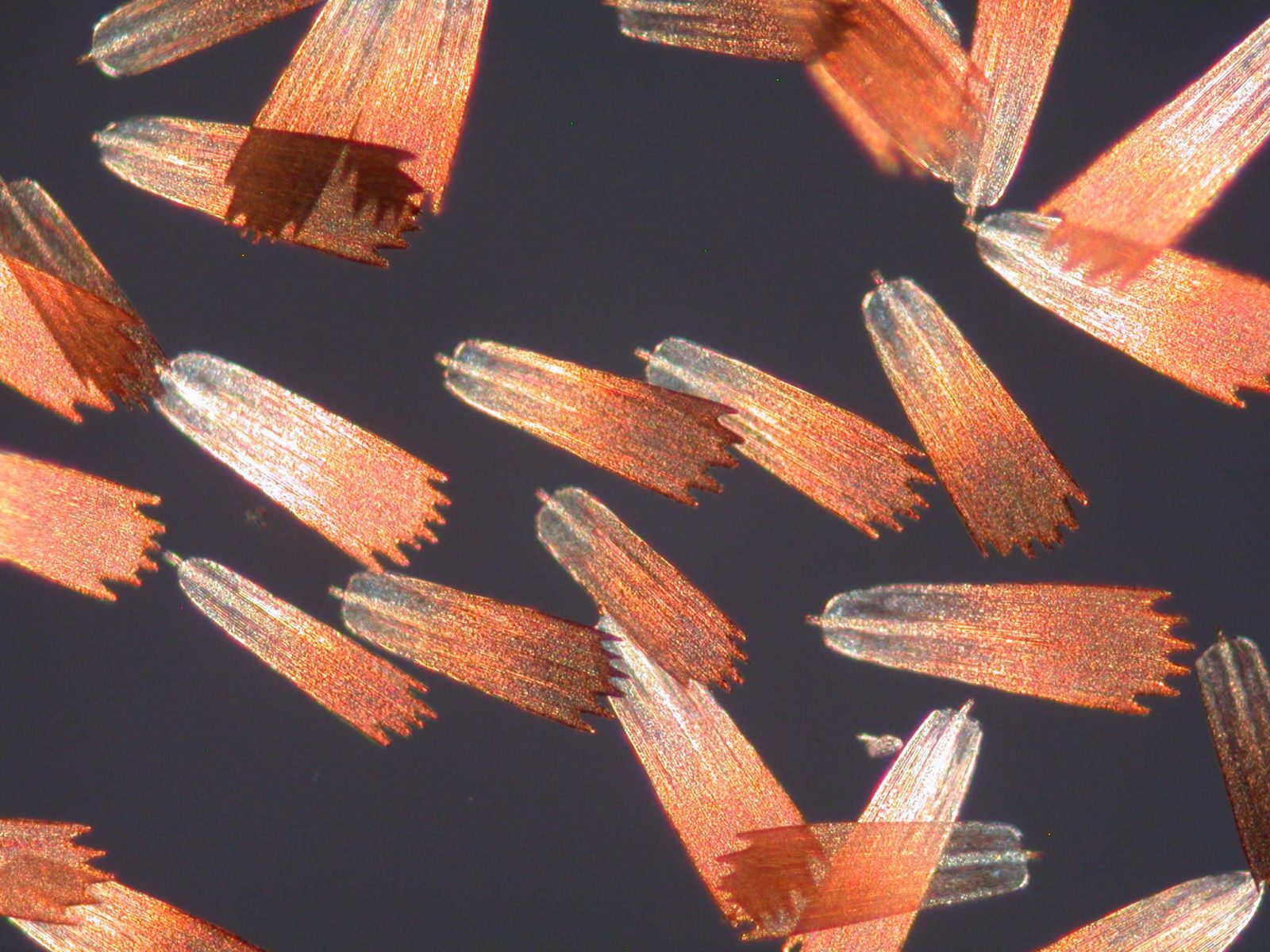 Moth wing scales | Nikon Small World
