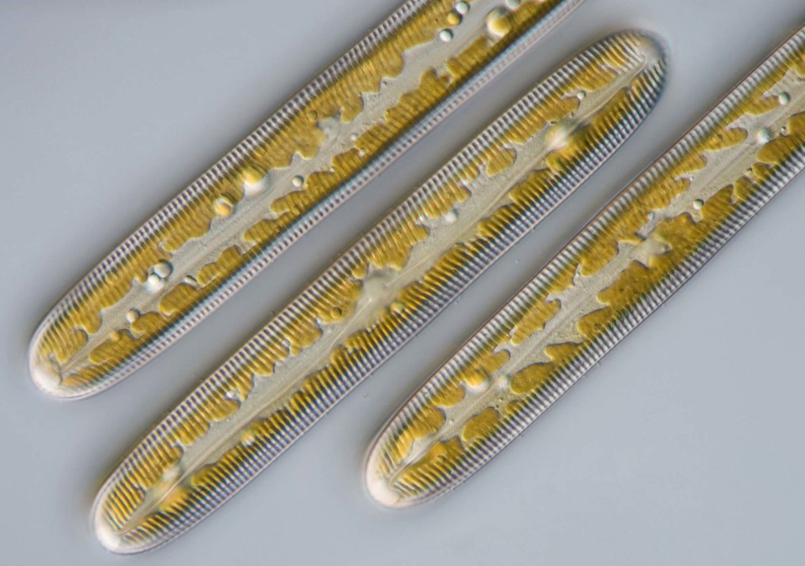 Living diatoms Pinnularia sp. (Bacillariophyceae) | Nikon Small World