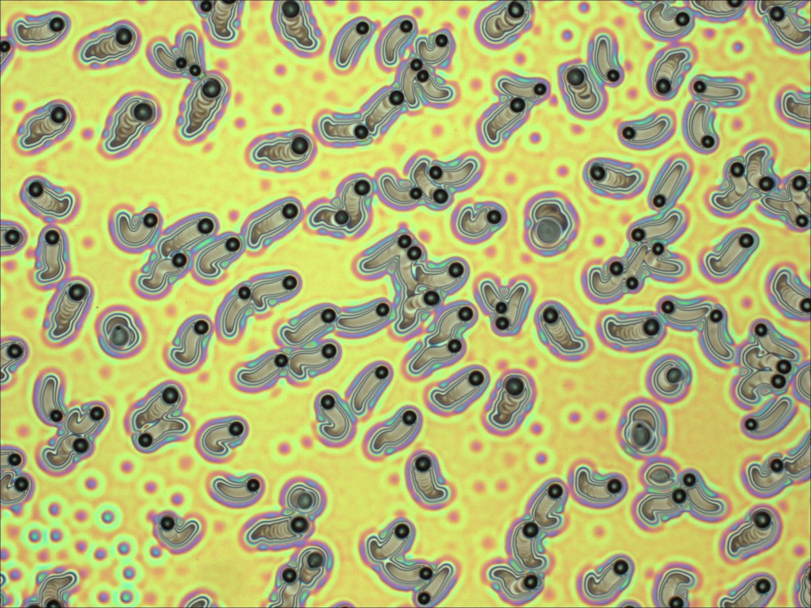 Silicone oil on a polished silicon wafer (80 µm wide) | Nikon Small World