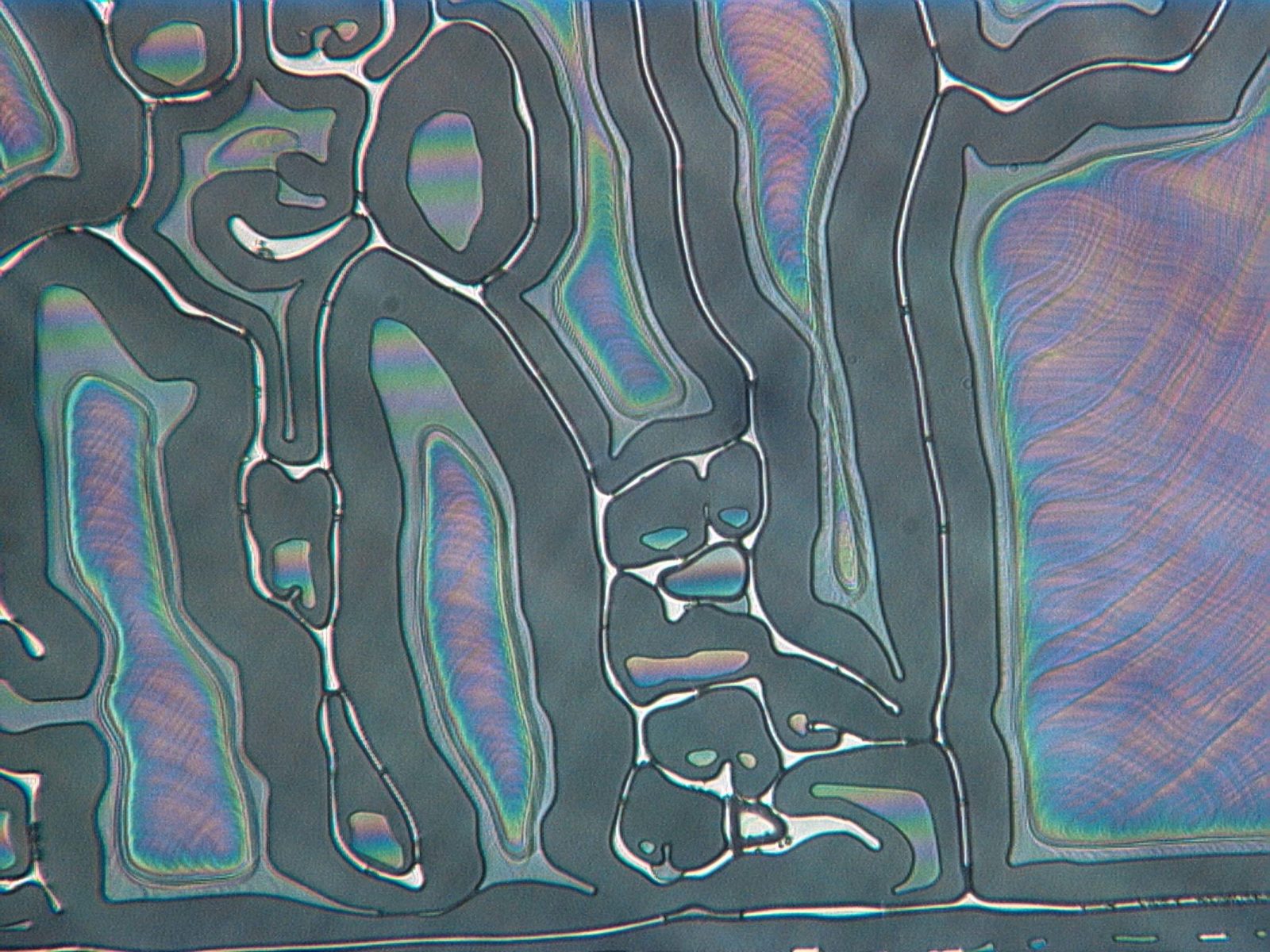 Surface cavities partially filled with a metal alloy | Nikon Small World