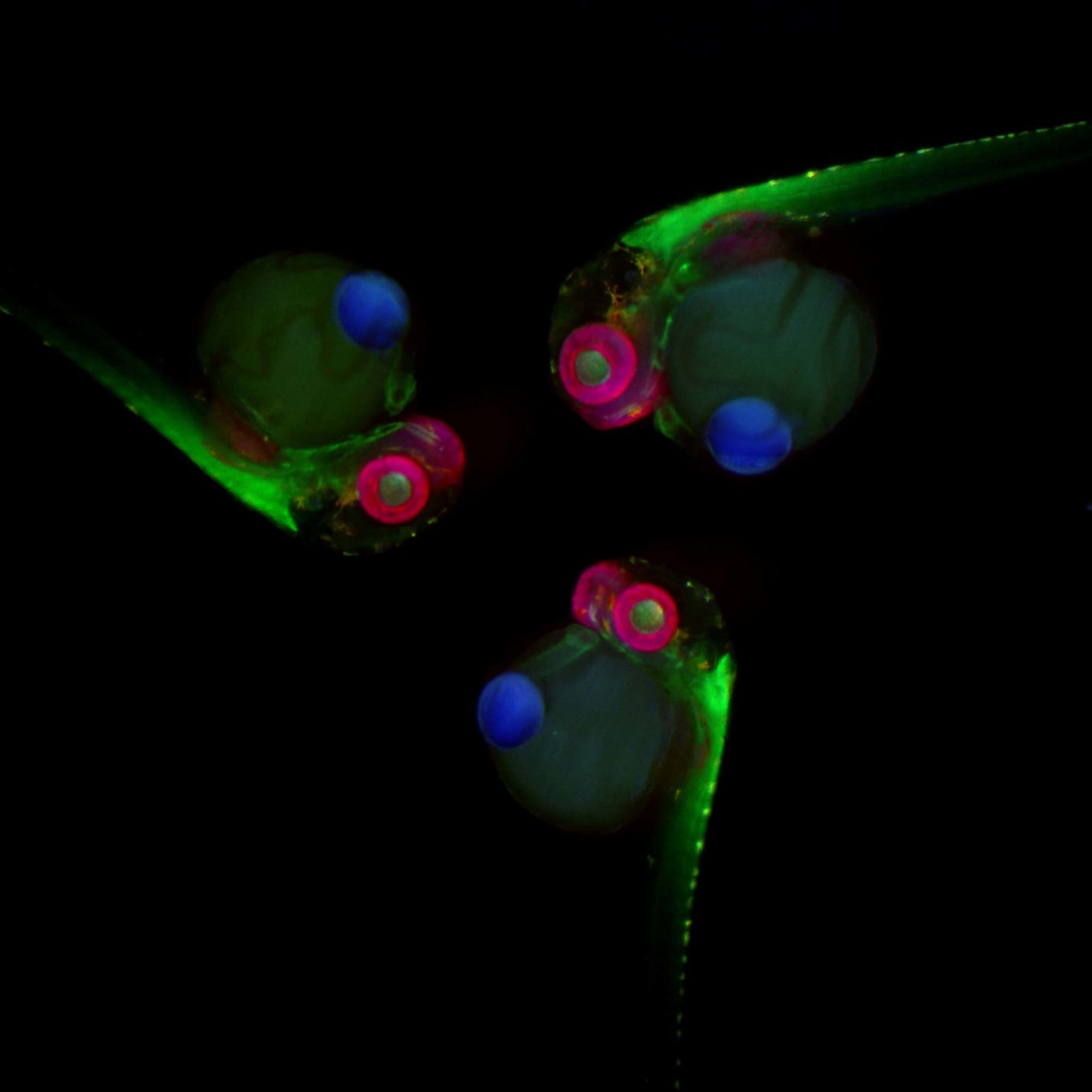 Medaka fish embryos | Nikon Small World