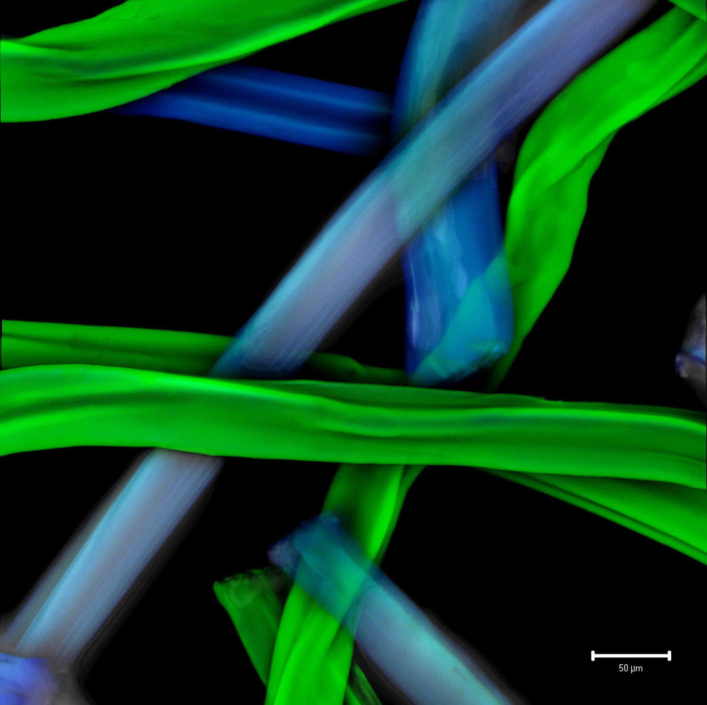 Nikon’s Small World