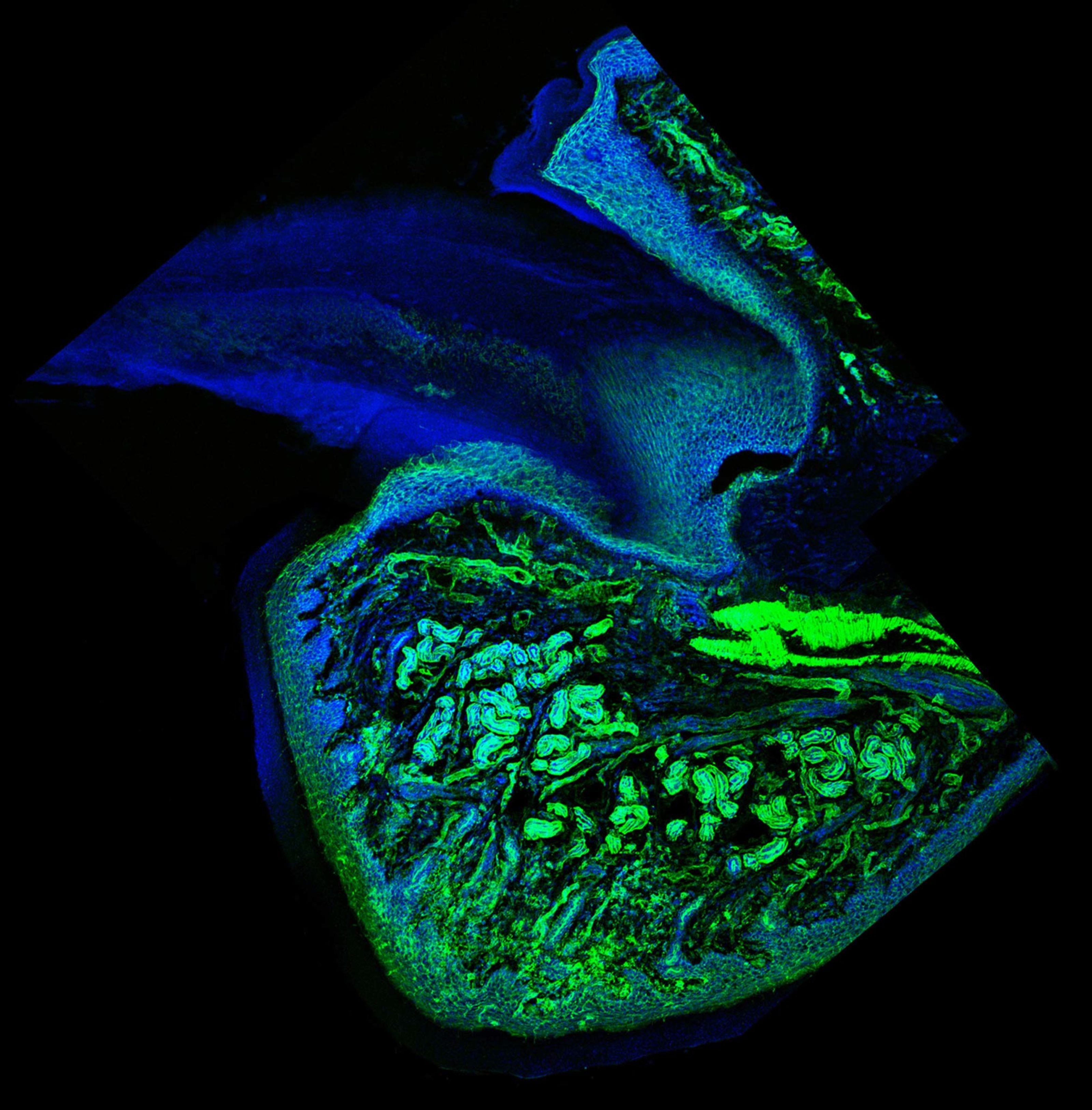 Mouse digit tip with nail | Nikon Small World