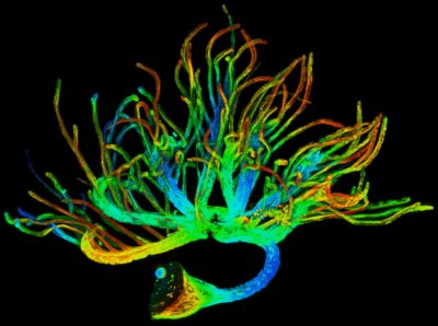 Tentacular crown of the polychaete Spirorbis spirorbis | Nikon Small World