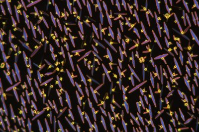 Ferroelectric liquid crystal | Nikon Small World