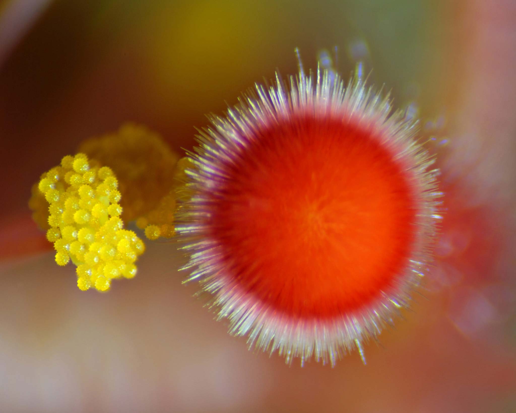 Hibiscus flower | Nikon Small World