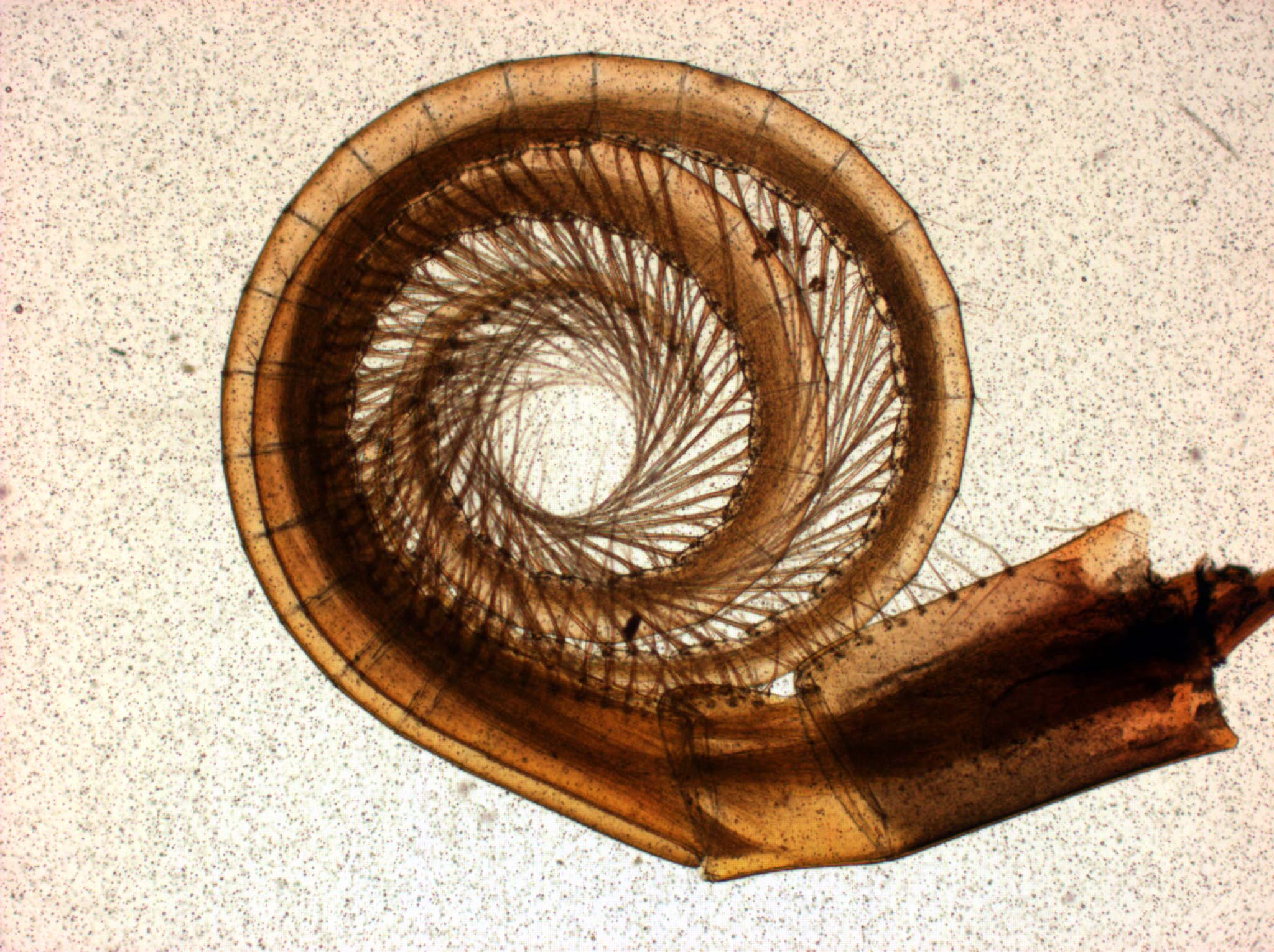 Megabalanus azoricus | Nikon Small World