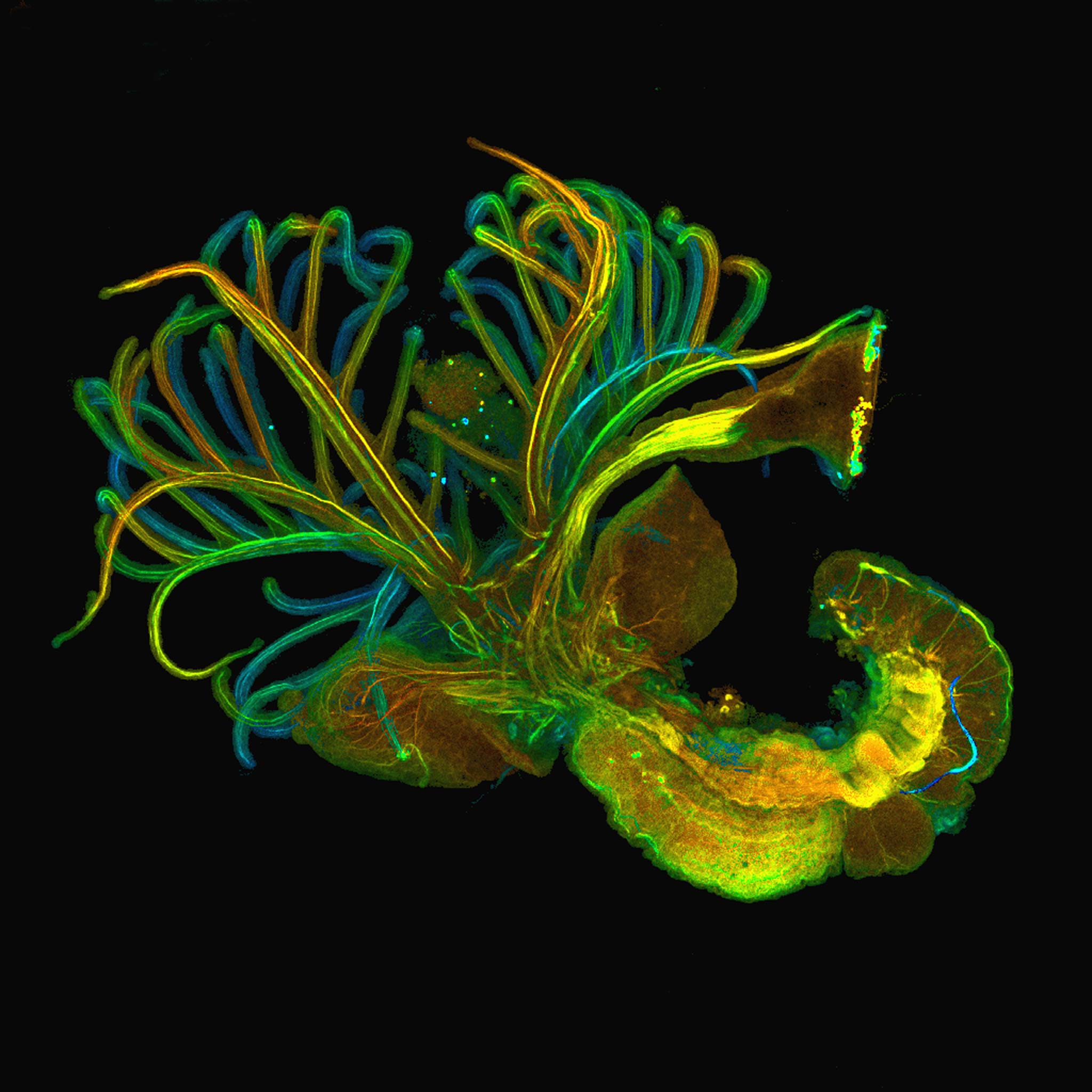 Spirorbis sp. (aquatic worm) | Nikon Small World