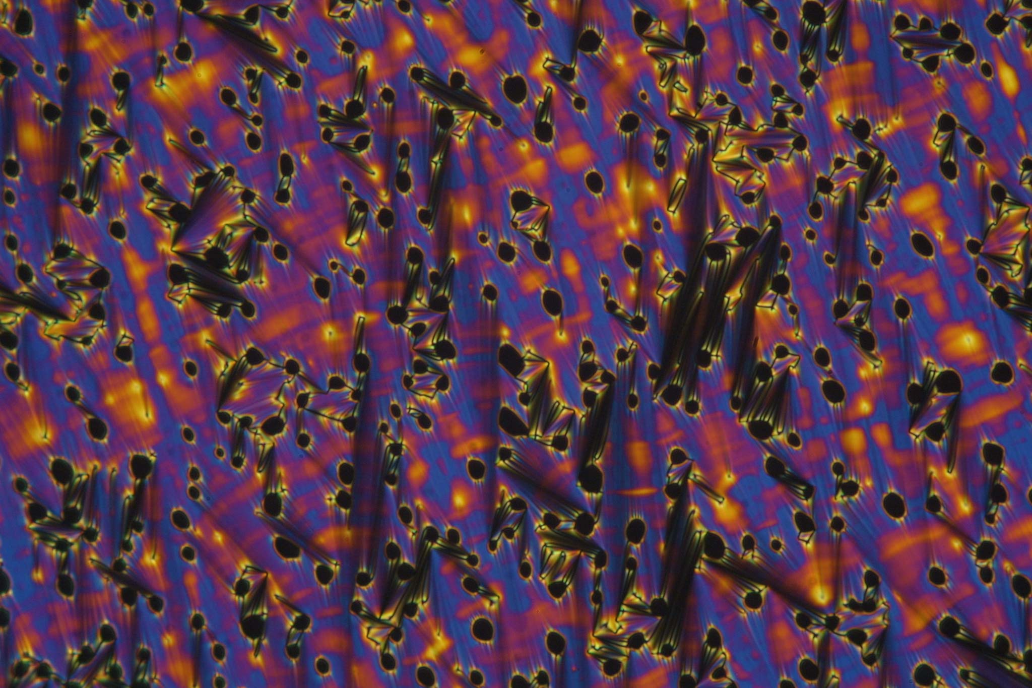 Ferroelectric liquid crystal | Nikon Small World