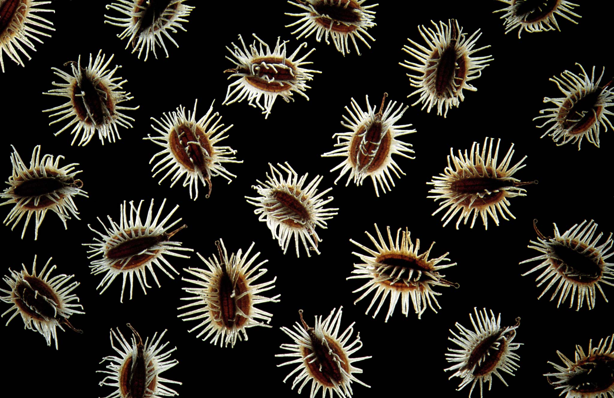 Daucus carota (carrot) seeds | Nikon Small World