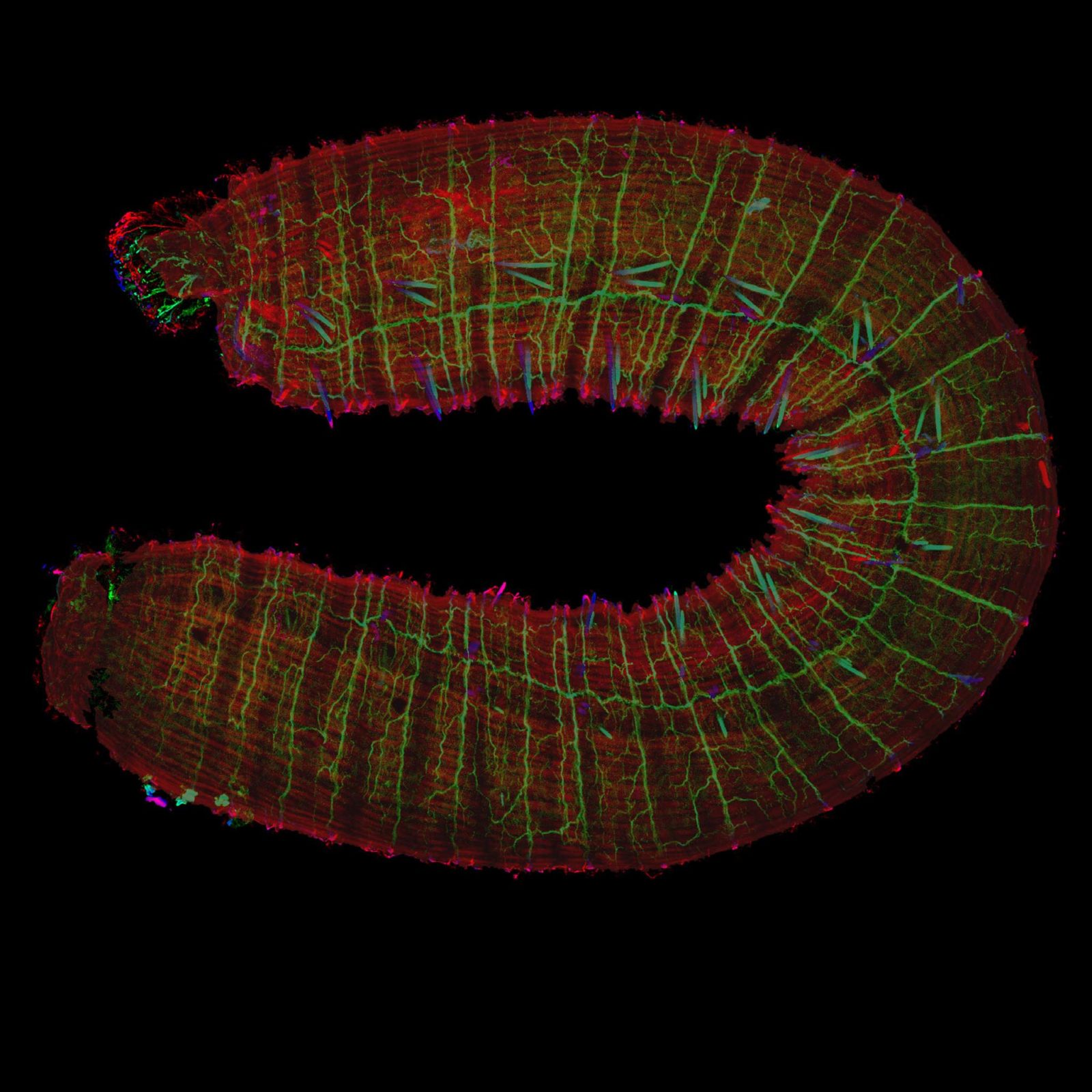 7 day old Enchytraeus coronatus (annelid worm) embryo | Nikon Small World