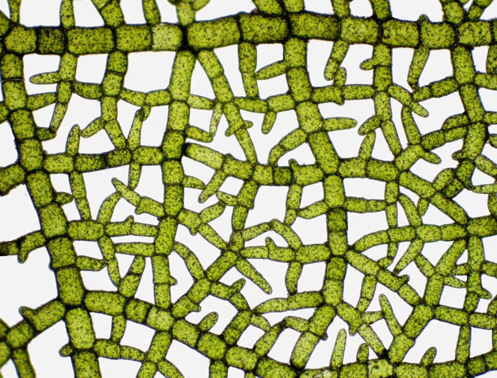 Microdictyon umbilicatum (seaweed) | Nikon Small World