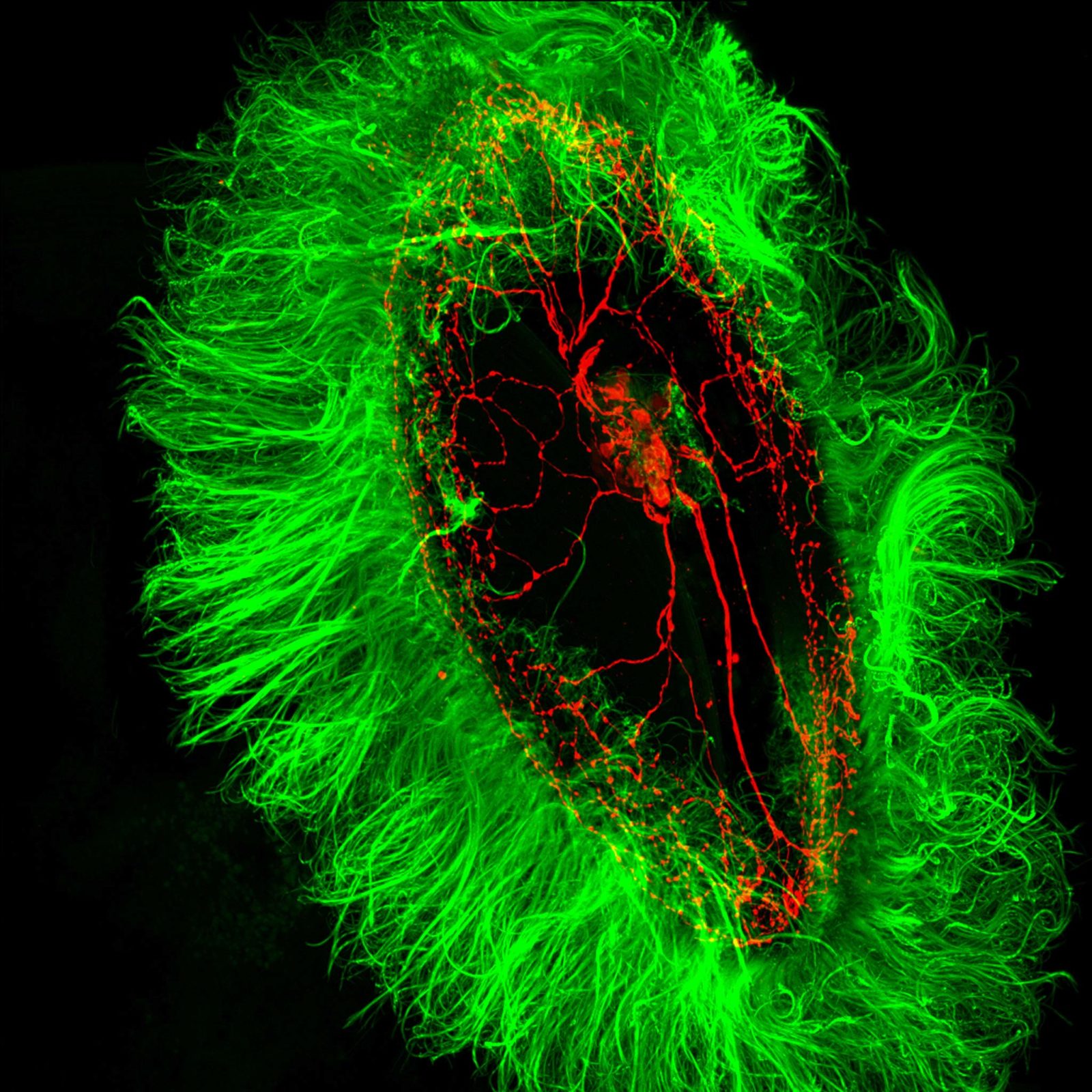 Veliger larva | Nikon Small World