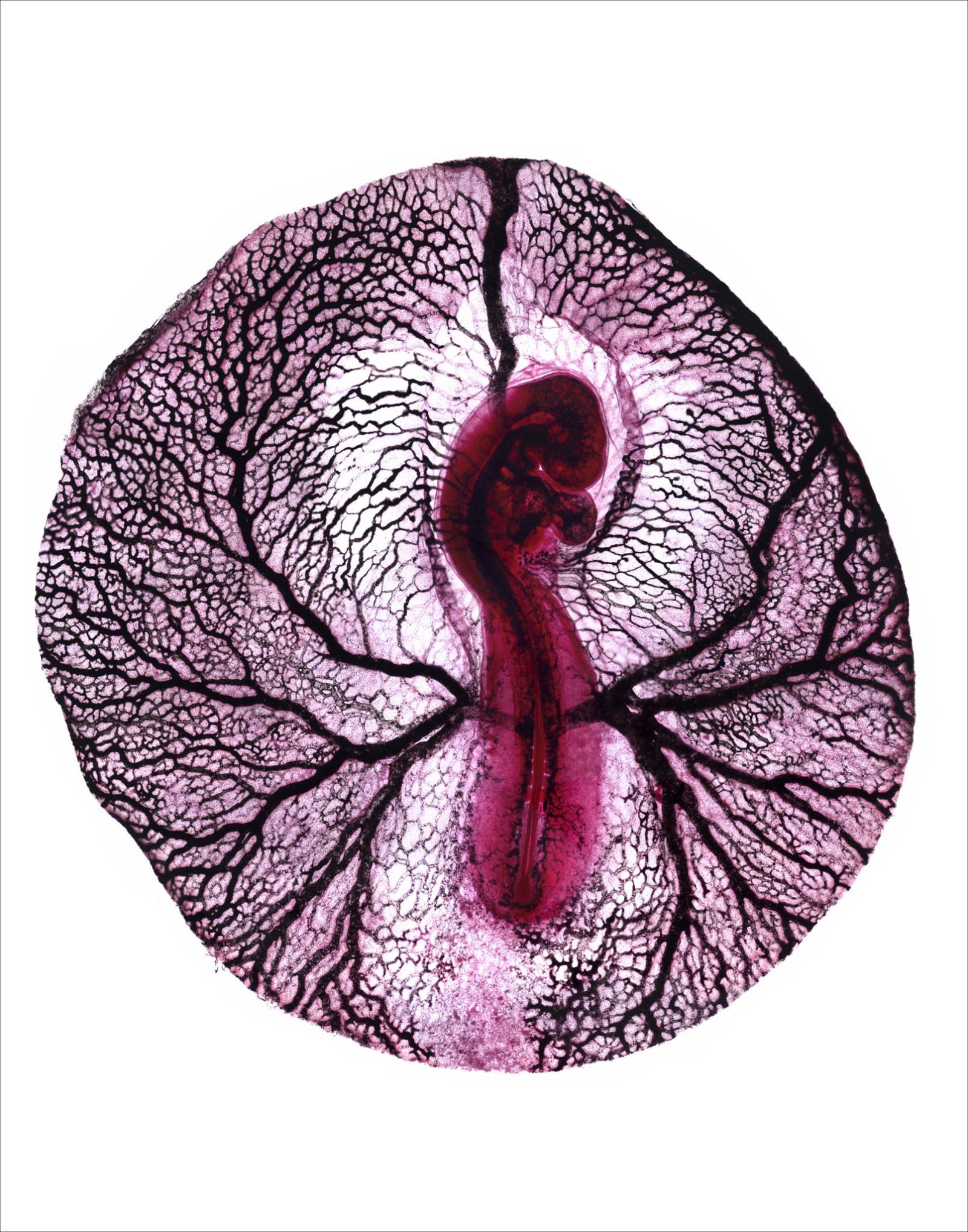48 hour chick embryo | Nikon Small World