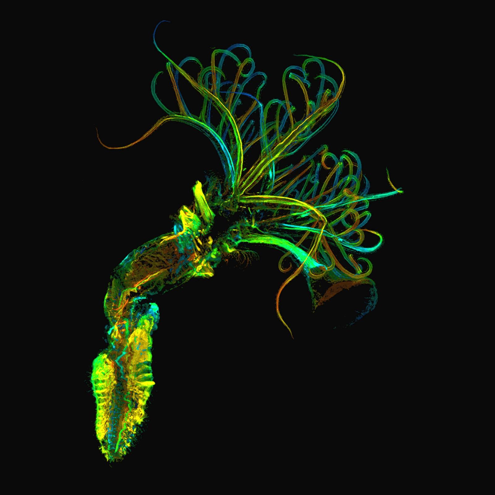 Spirorbis sp. (Annelida, Polychaeta) | Nikon Small World