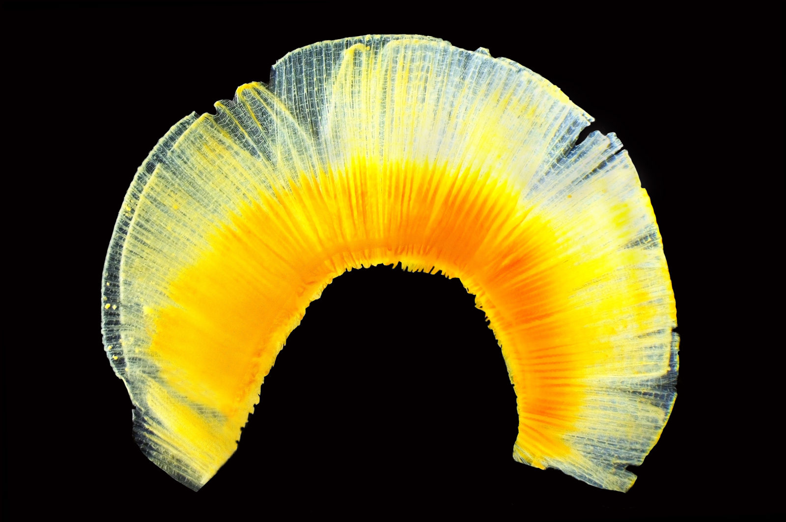 Gills of a flame scallop | Nikon Small World