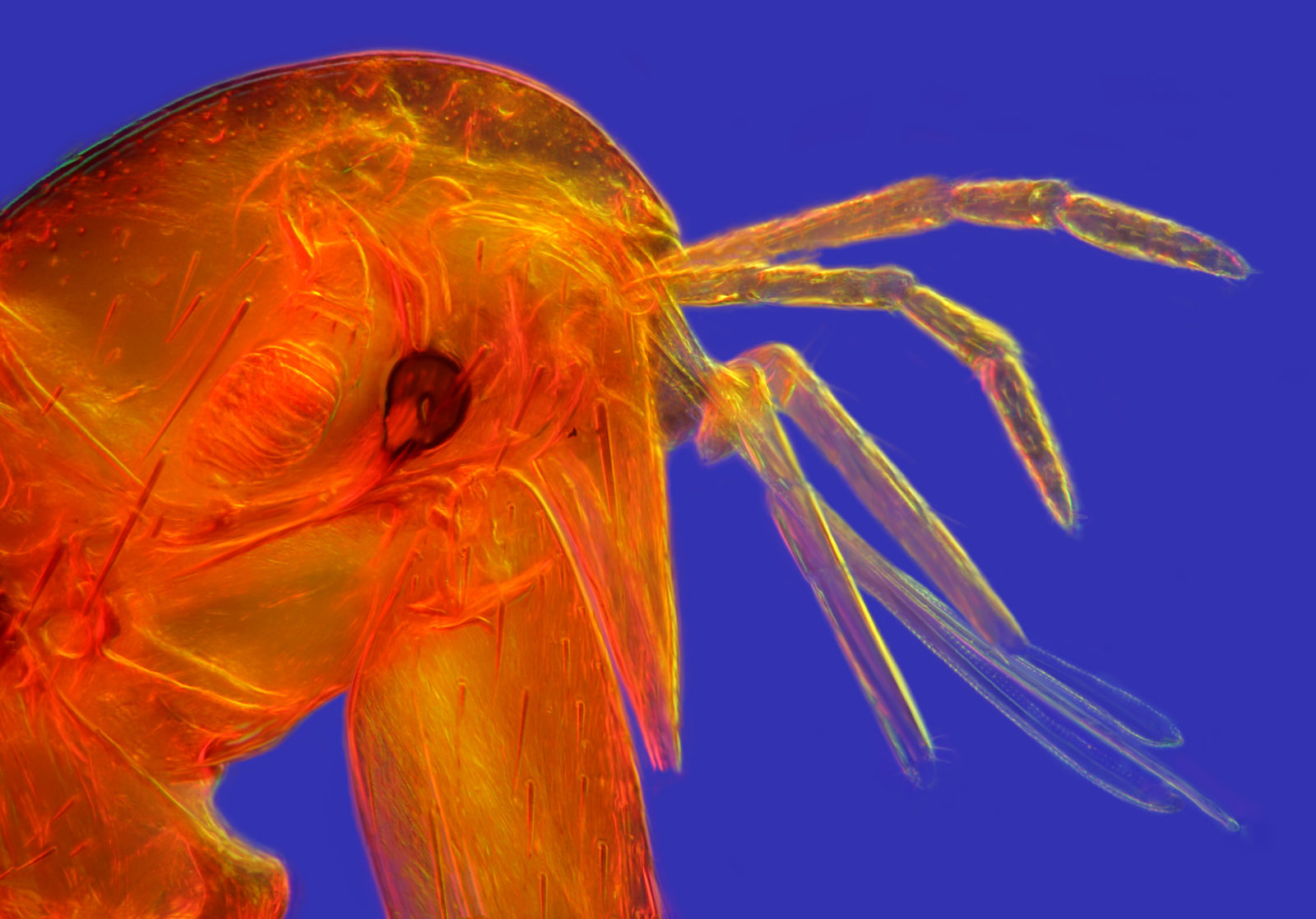 Head and mouthparts of female flea | Nikon Small World