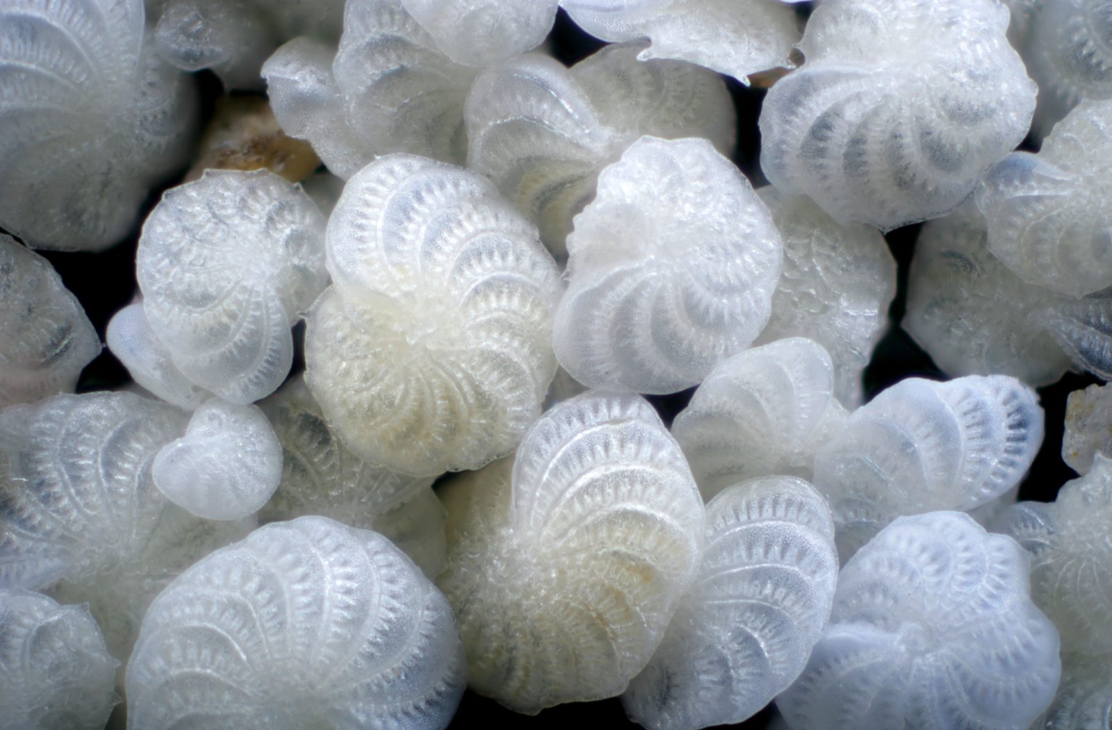 Shells of a foraminiferan (Elphidium crispum) | 2006 Photomicrography ...