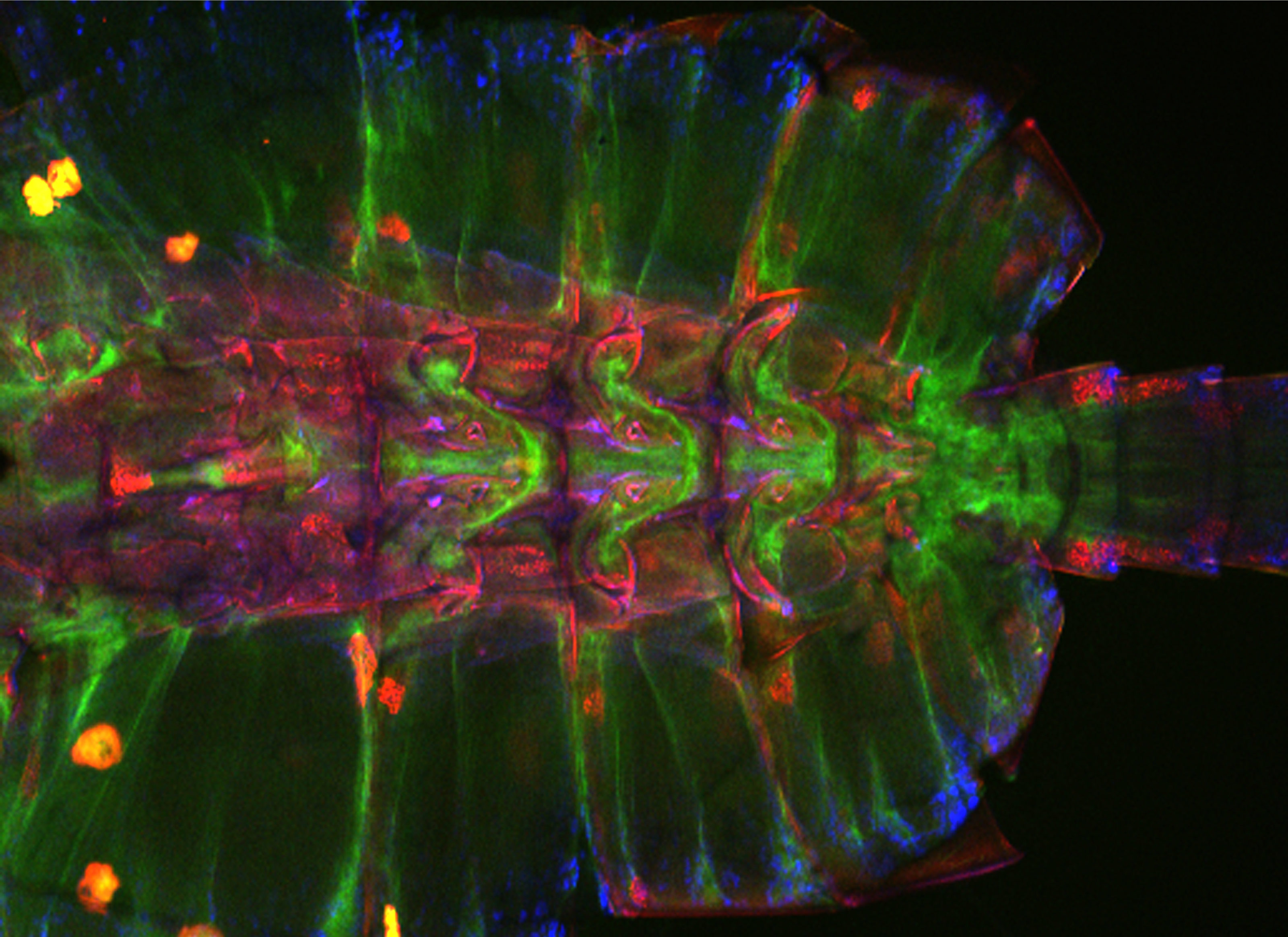 Planktonic copepod (Labidocera sp.) | Nikon Small World