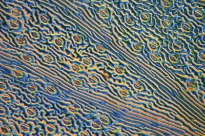 Leaf stomata, nailvarnish cast | Nikon Small World