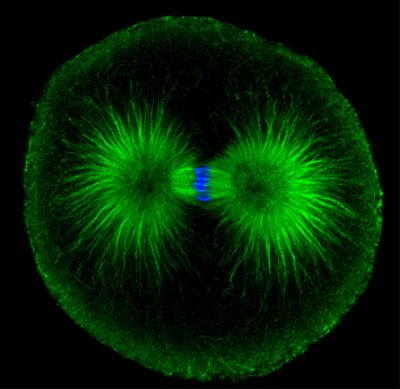 Sea Urchin Embryo Four Cell Stage