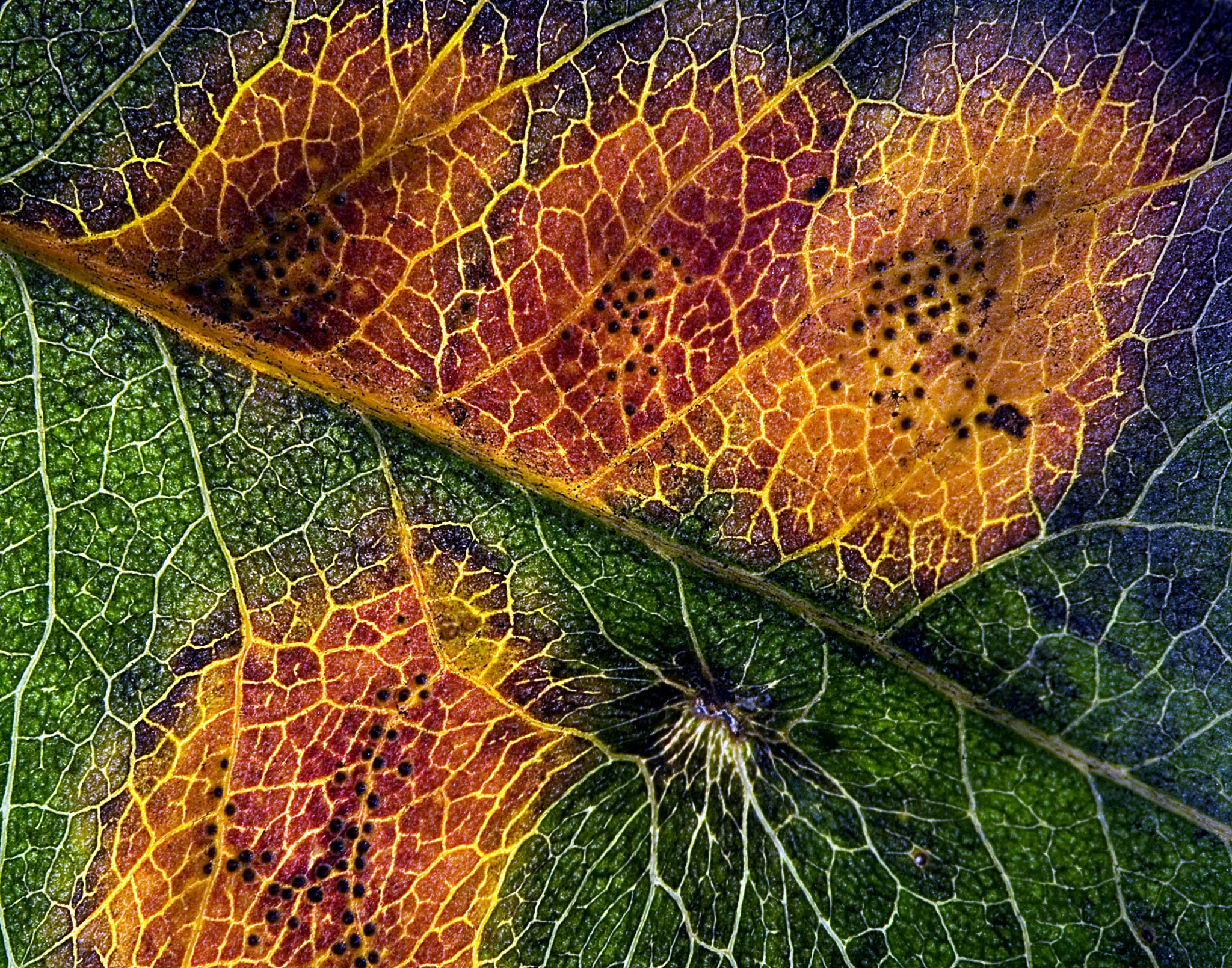 Infested leaf | Nikon Small World