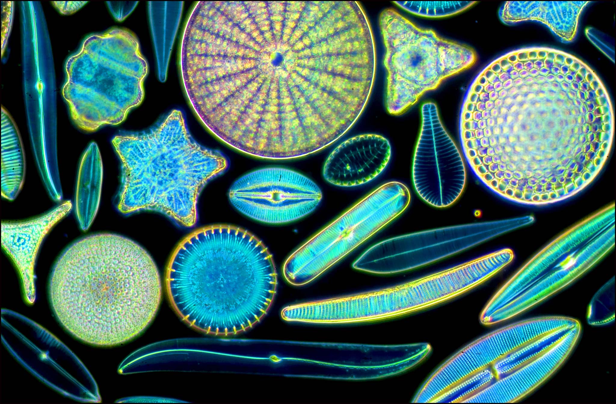 Diatoms | Nikon Small World