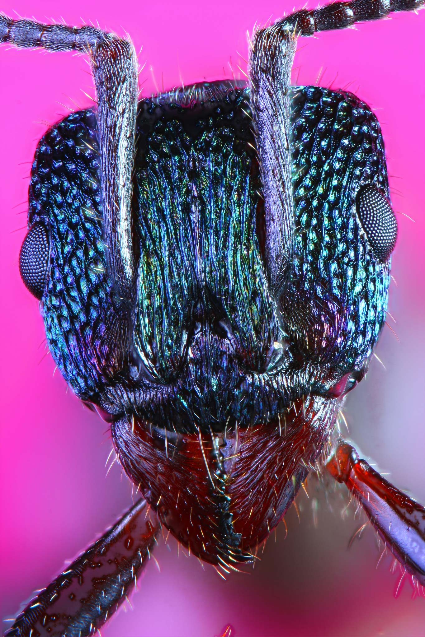 Rhytidoponera metallica (Australian green-head ant) | Nikon Small World