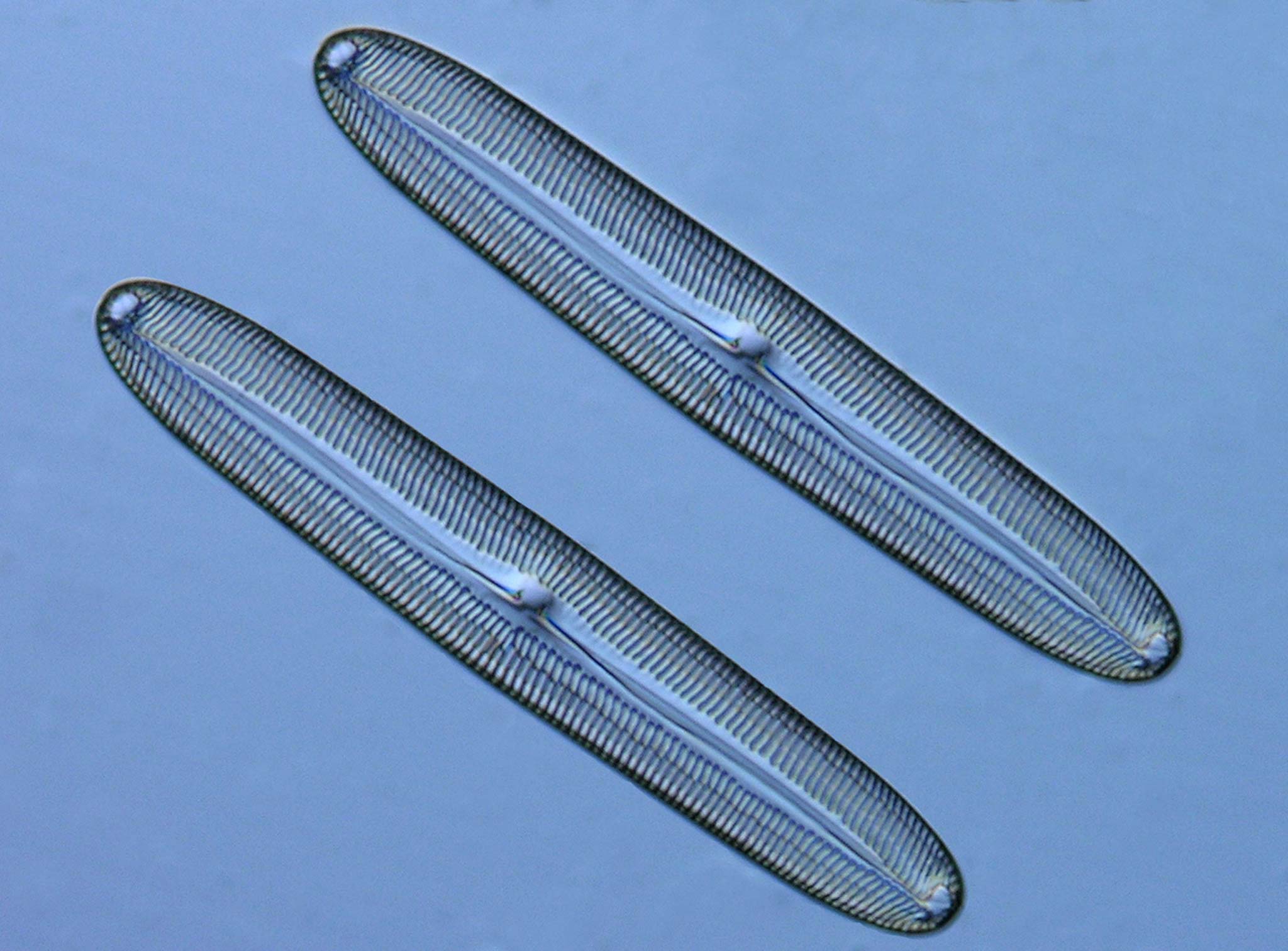 Pennate diatoms | Nikon Small World