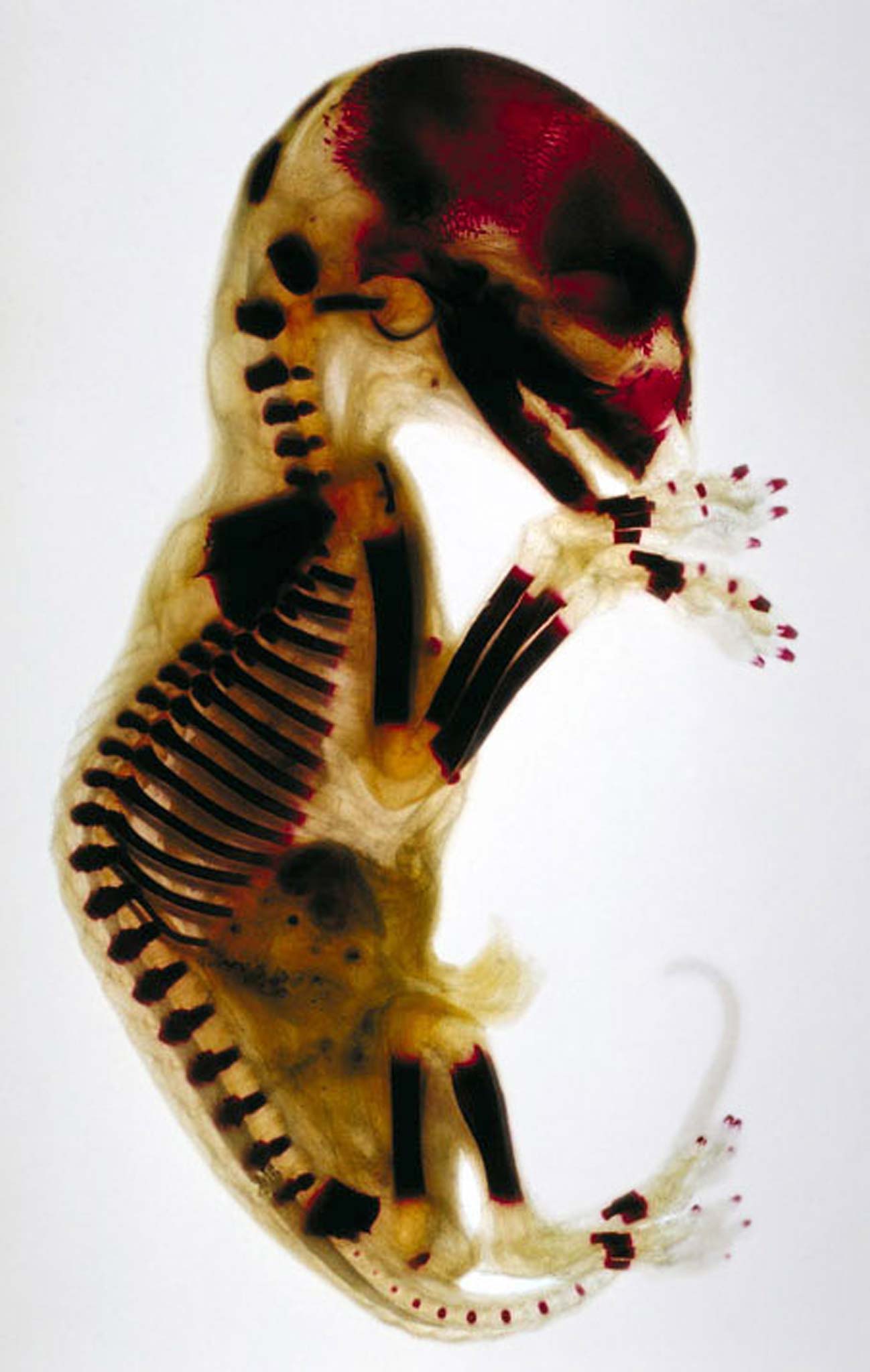 Cat embryo | Nikon Small World