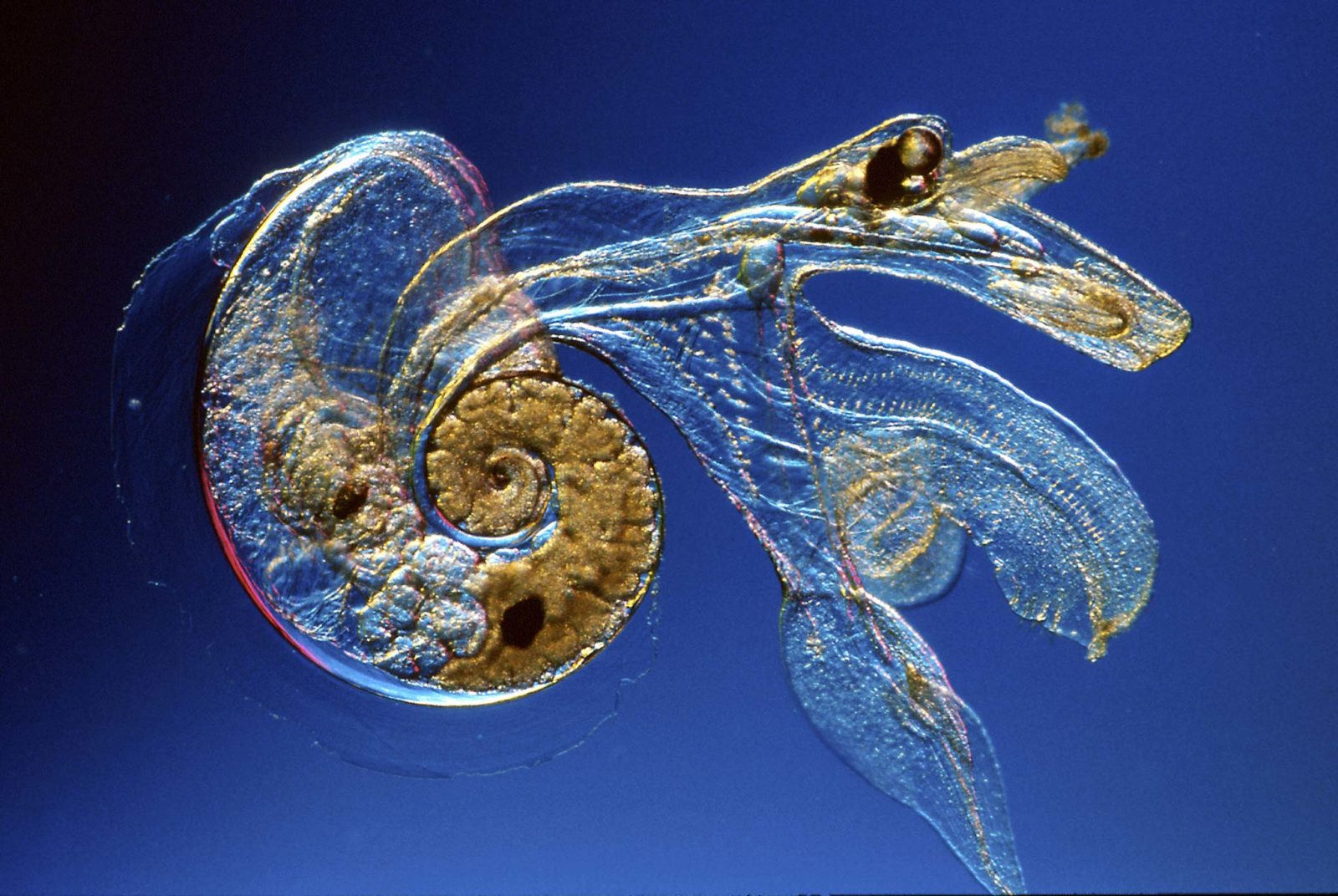 Atlanta peronii (gastropod mollusk) | Nikon Small World