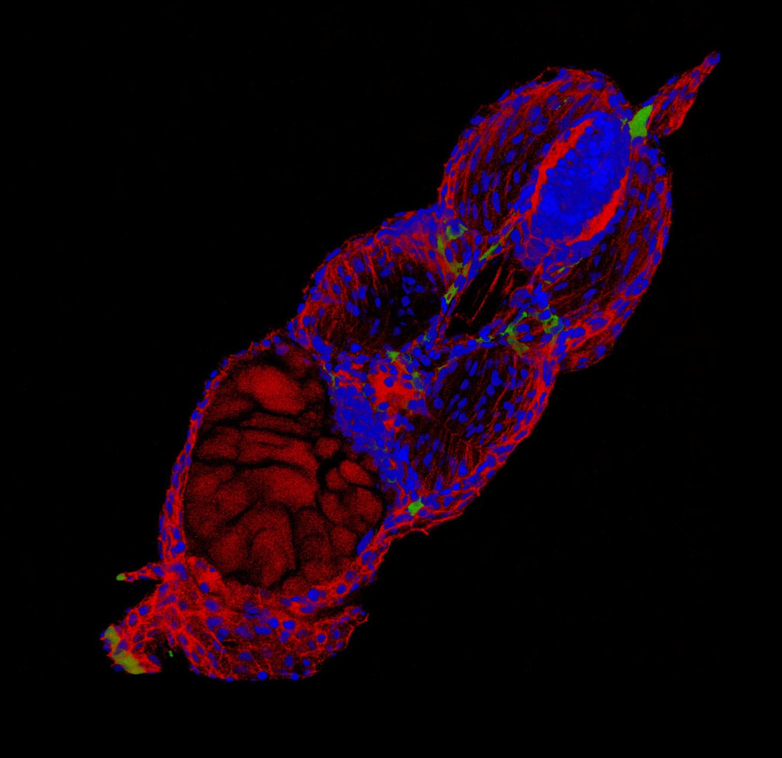 3D reconstruction of a zebrafish section | Nikon Small World