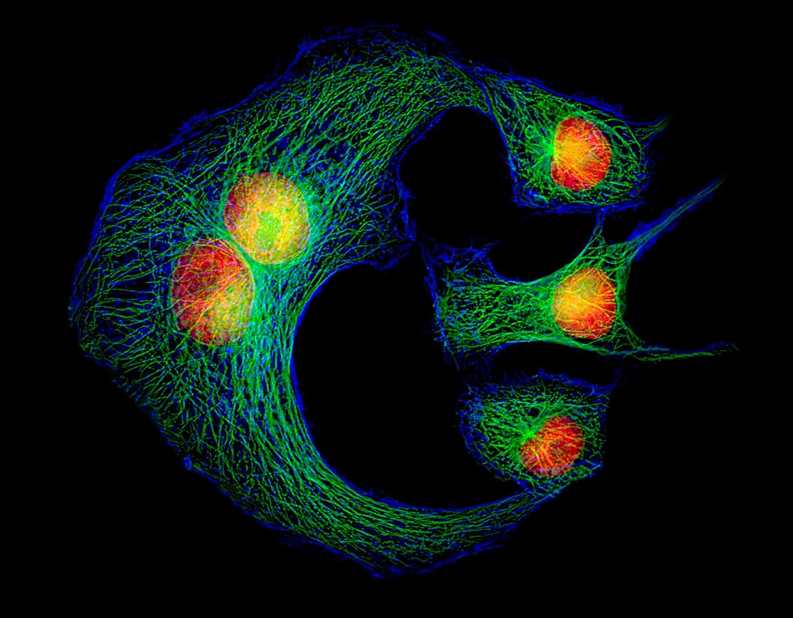 Xenopus (frog) XLK2 cells | Nikon Small World