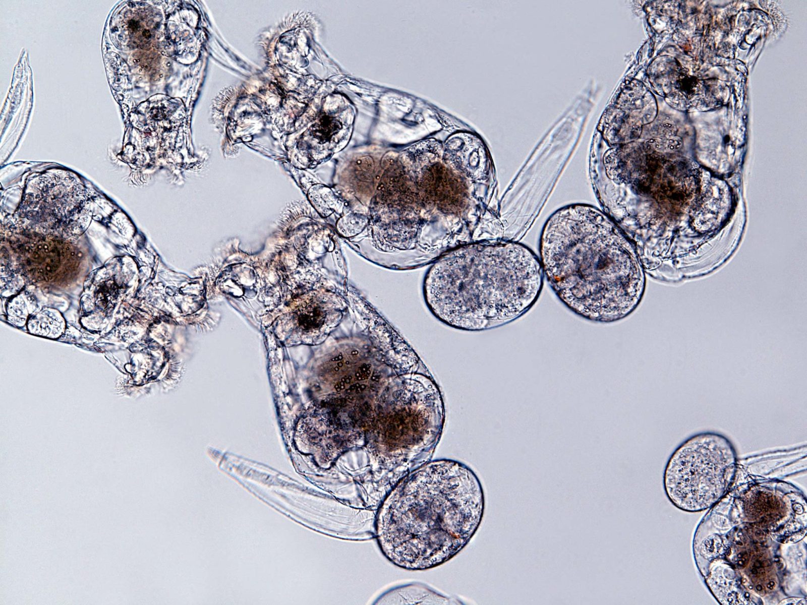 Brachionus plicatilis | Nikon Small World