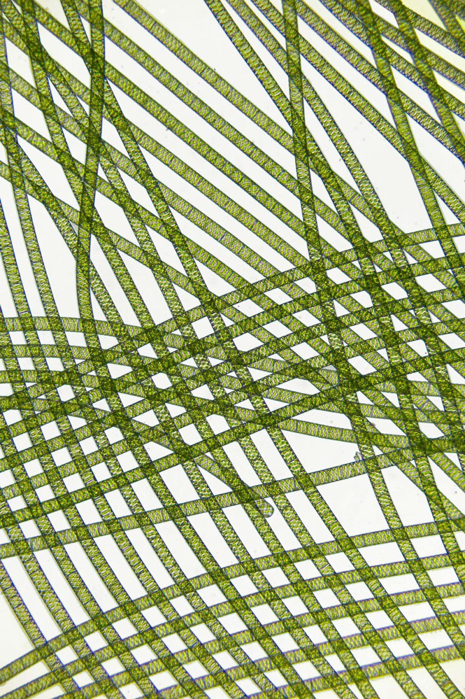 Spirogyra algae | Nikon Small World