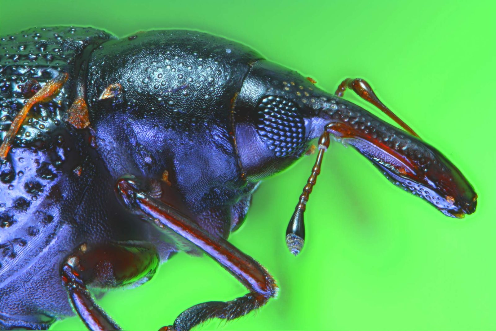 Weevil head | Nikon Small World