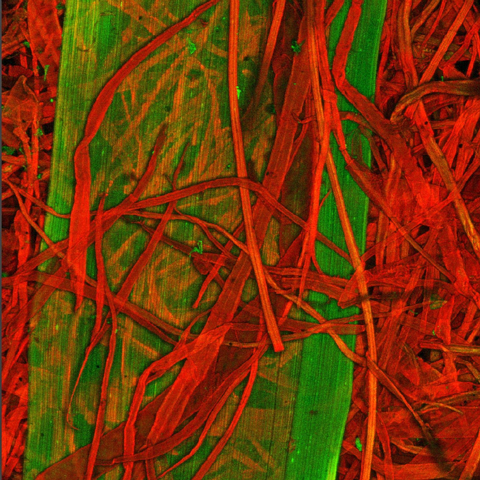 Japanese specialty paper fibers (Kozo/Mulberry) | Nikon Small World