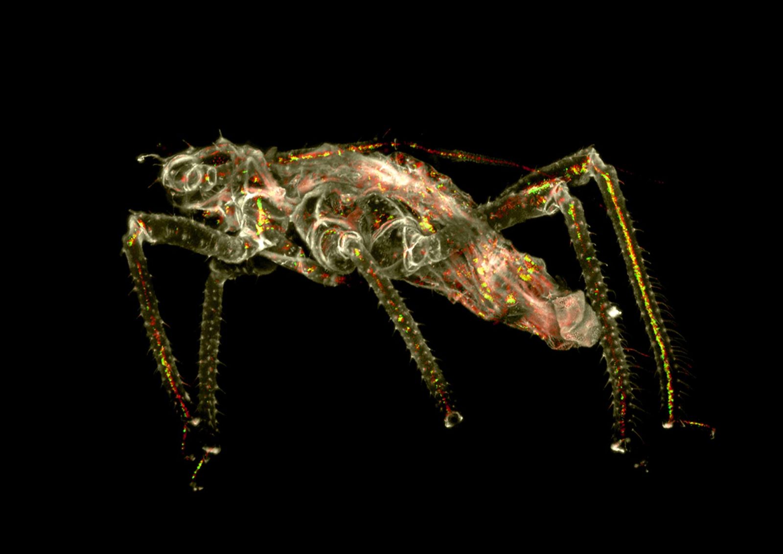 Intact outer skin of an aphid | Nikon Small World