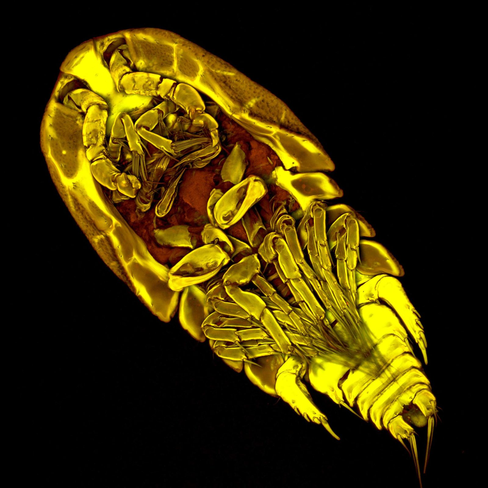 Alteutha potter (Harpacticoid copepod sp.), ventral view | Nikon Small ...