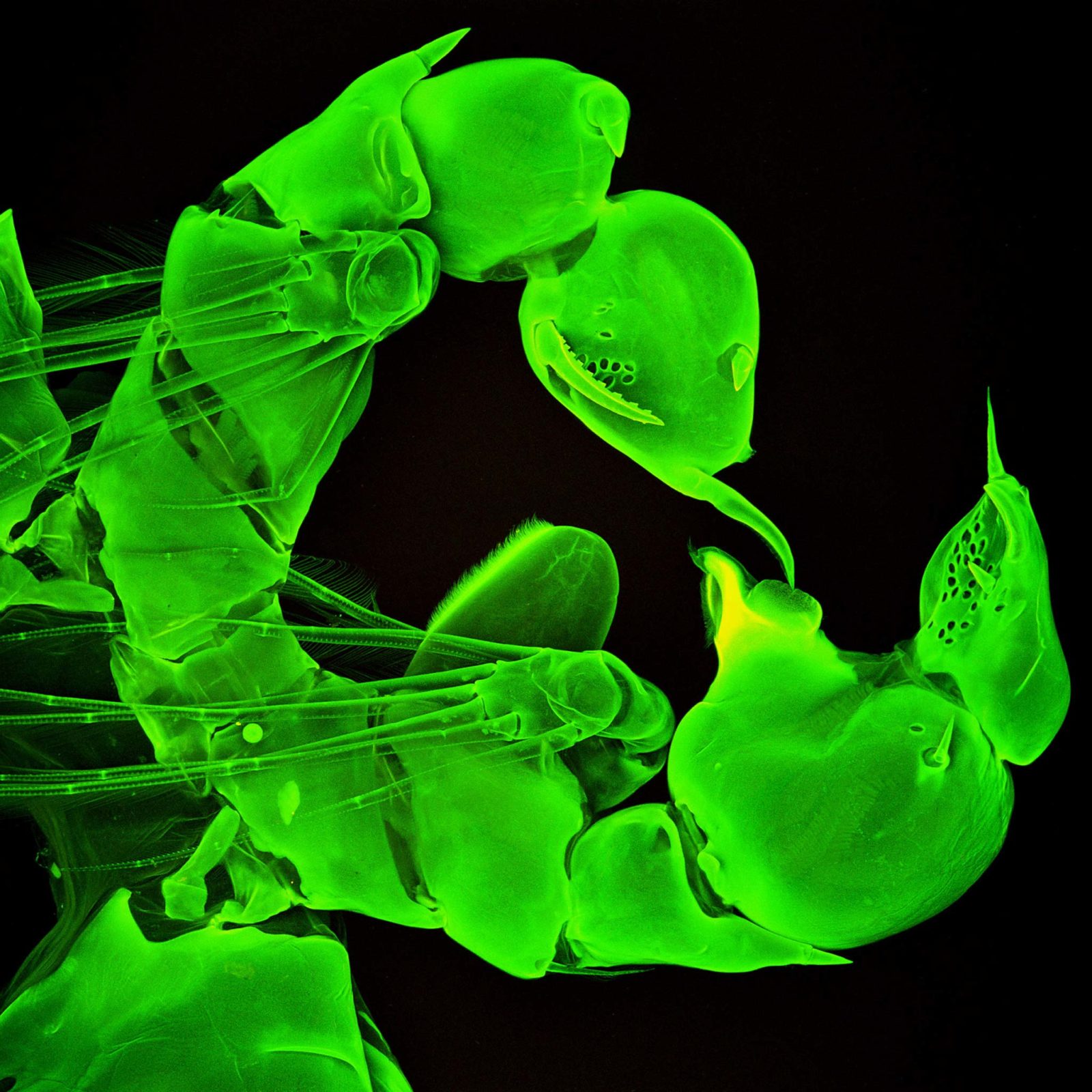 Pair of fifth swimming legs of the calanoid copepod Heterorhabdus sp ...